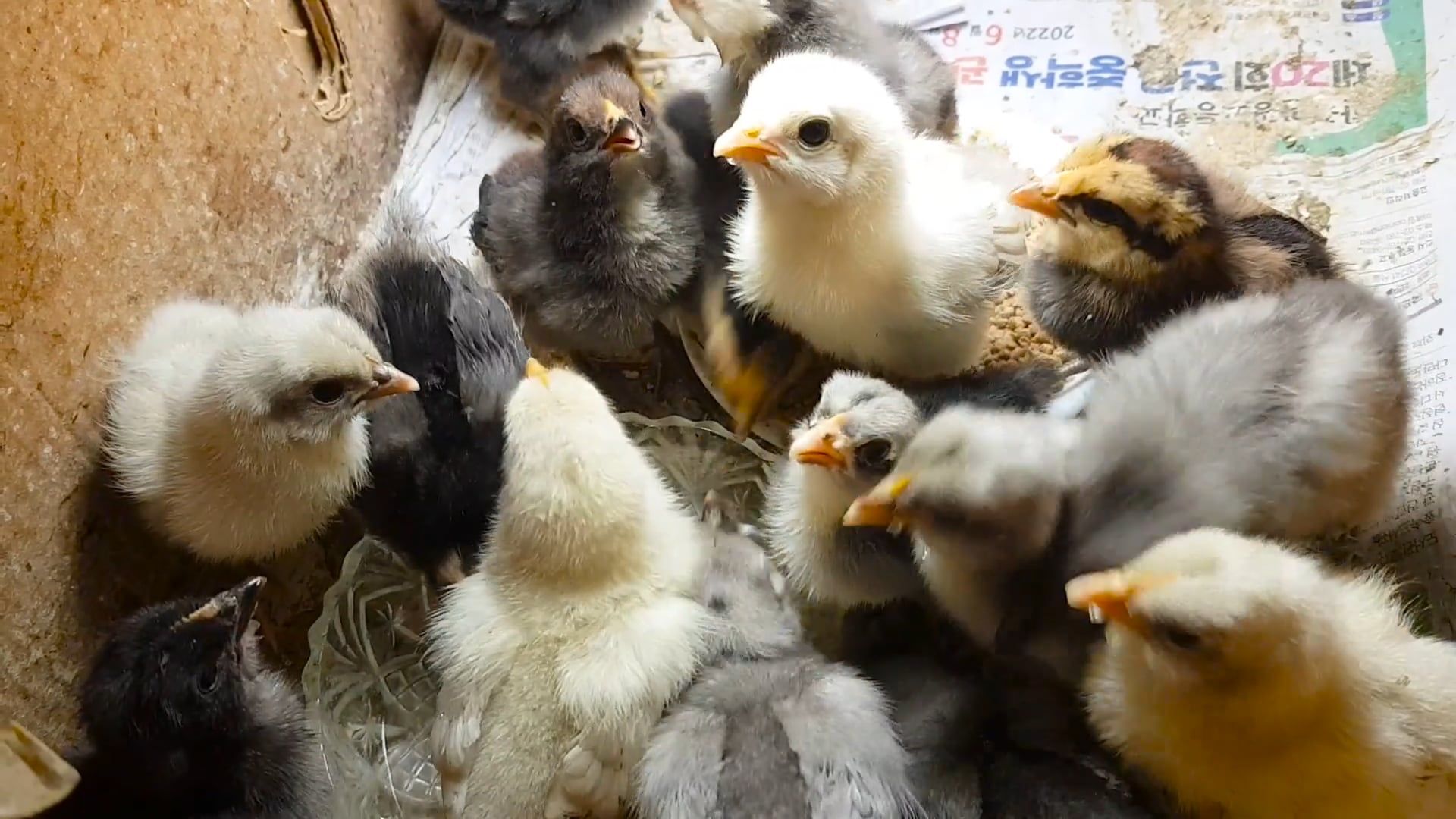 A Brood of Chicks Drinking Water Free Stock Video Footage, Royalty-Free ...