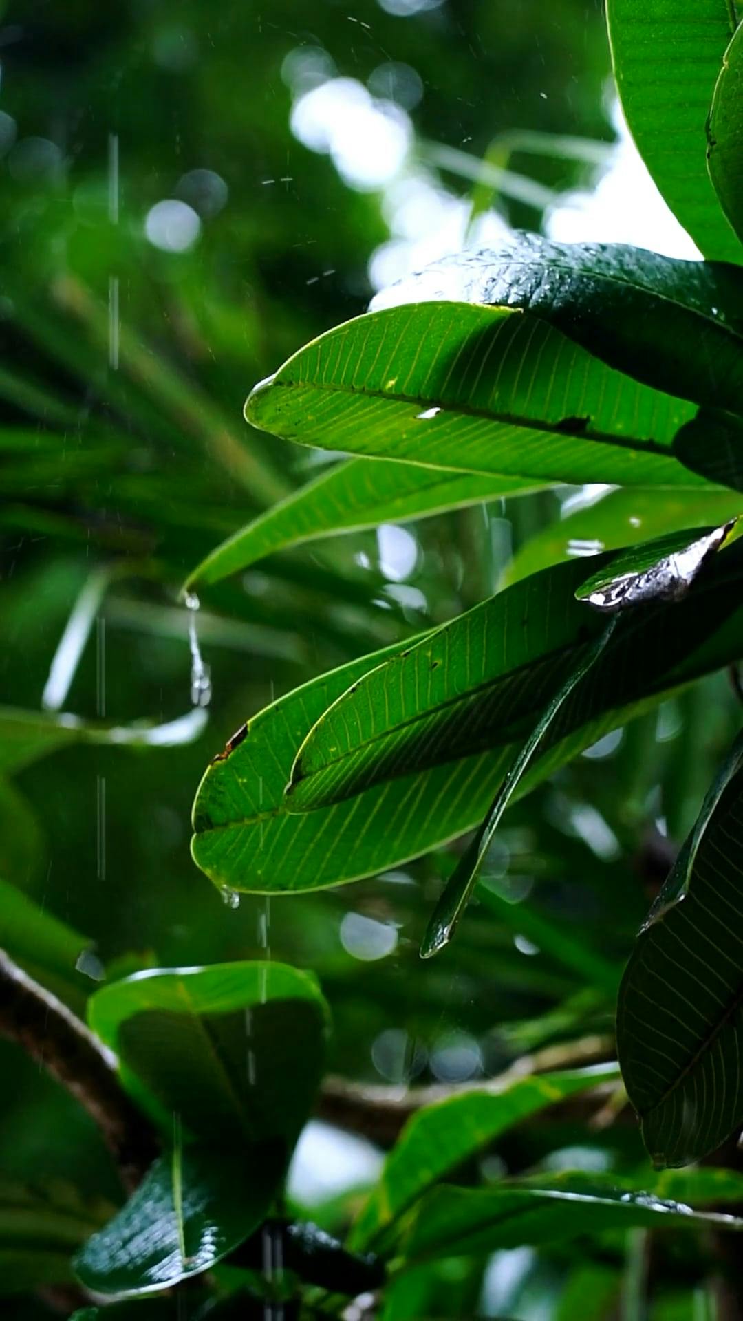 Raindrops Free Stock Video Footage, Royalty-Free 4K & HD Video Clip