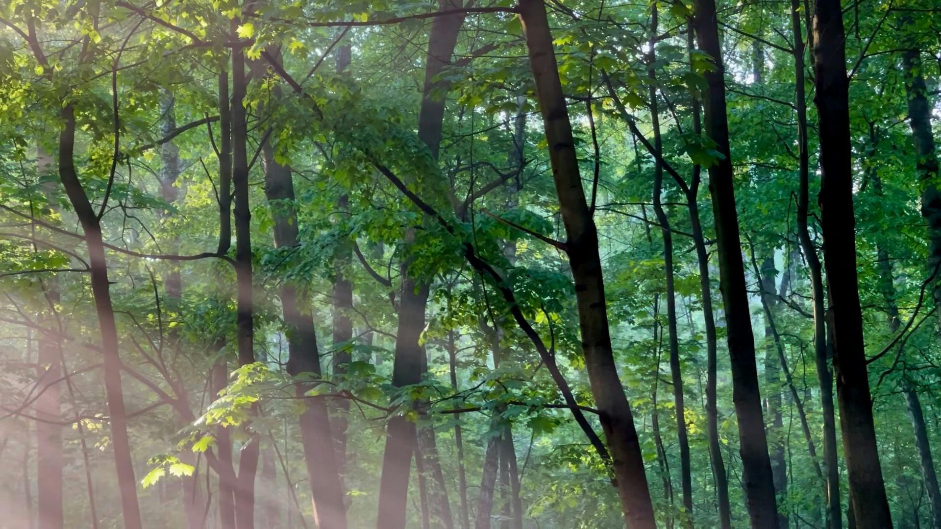 A Trail In The Forest Free Stock Video Footage, Royalty-Free 4K & HD ...