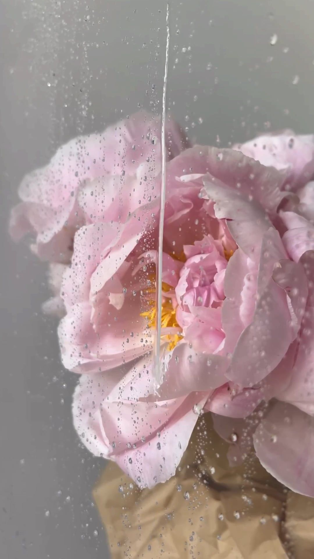 Blooming Flower Videos, Download The BEST Free 4k Stock Video Footage ...