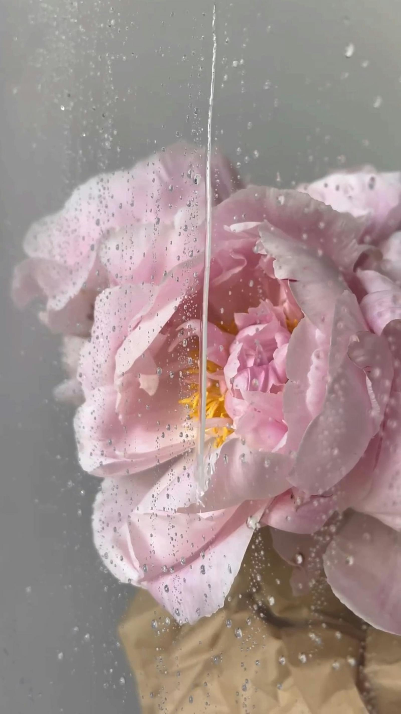 Blooming Flower Videos, Download The BEST Free 4k Stock Video Footage ...