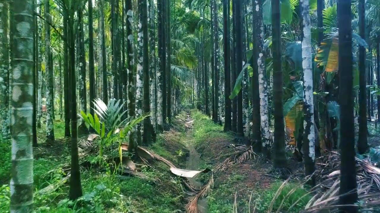 20,000+ Best Trees Videos · 100% Free Download · Pexels Stock Videos