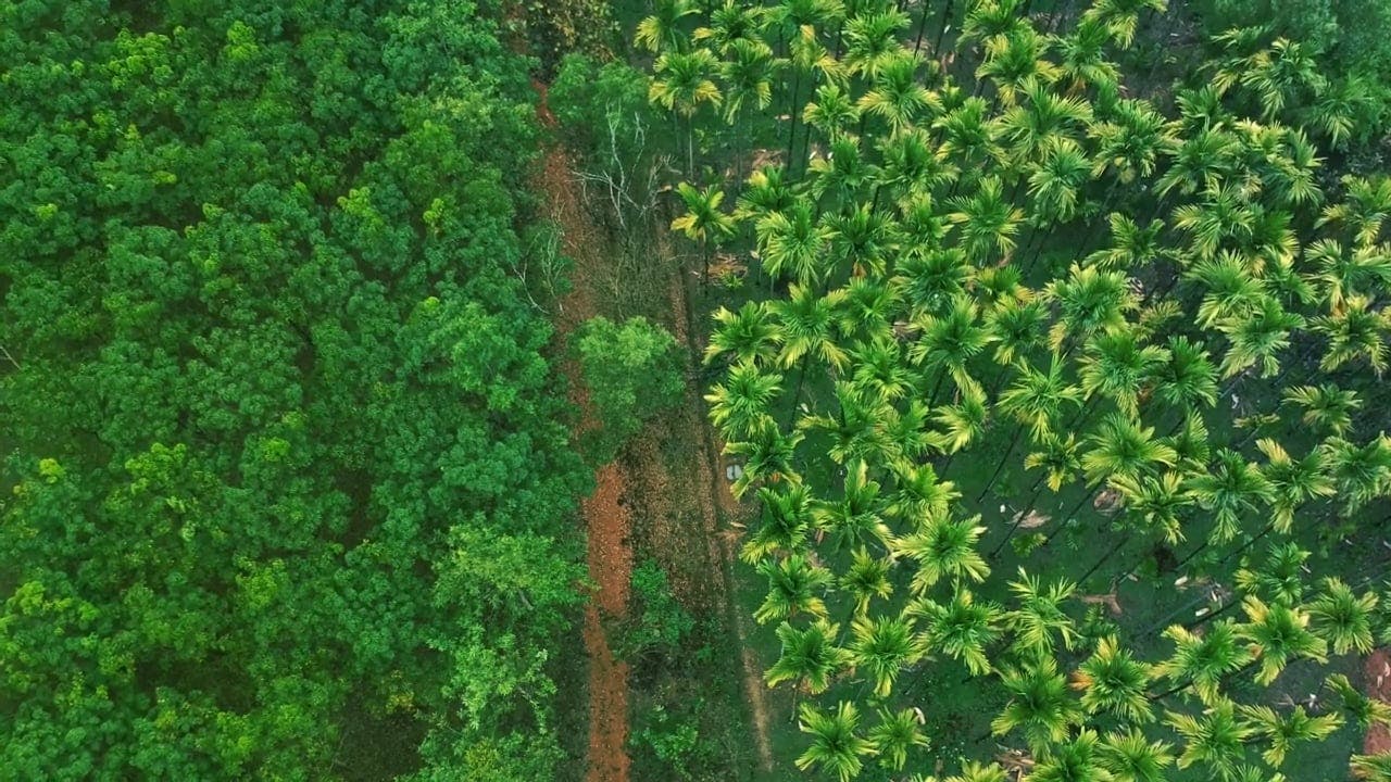 Plantation Of Different Trees Free Stock Video Footage, Royalty-Free 4K ...