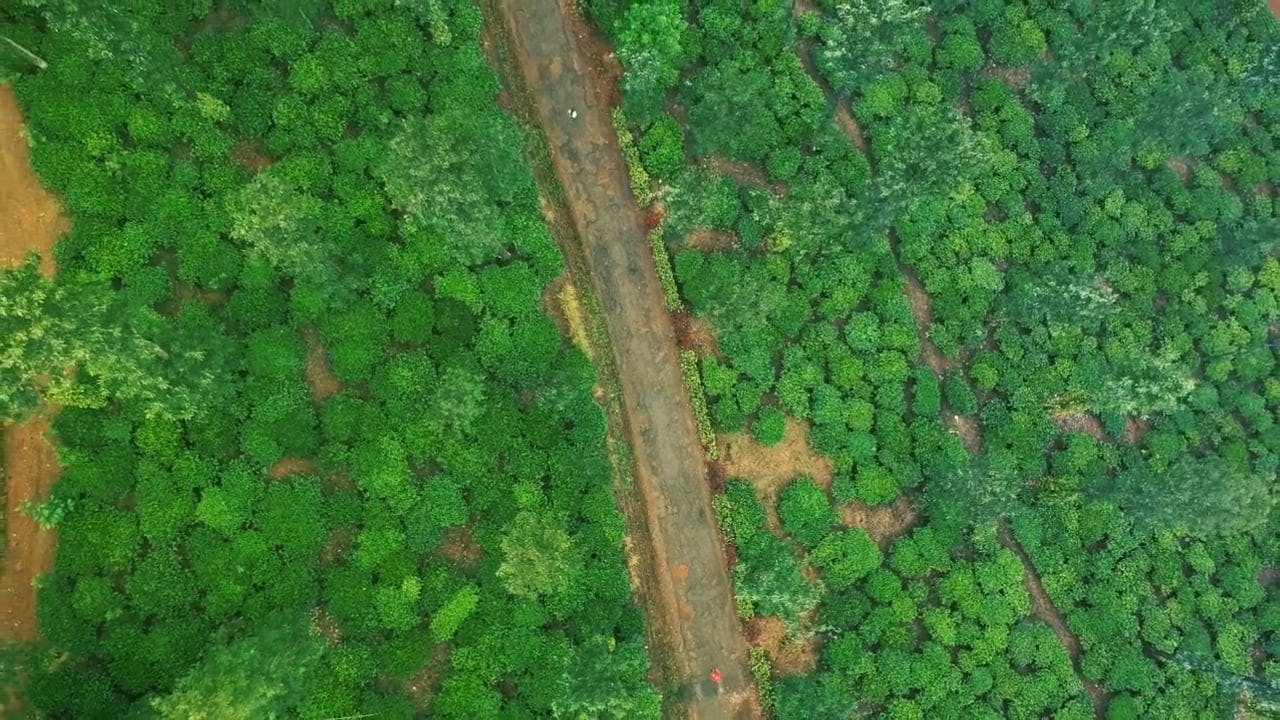 Aerial View Of Plants And Trees · Free Stock Video