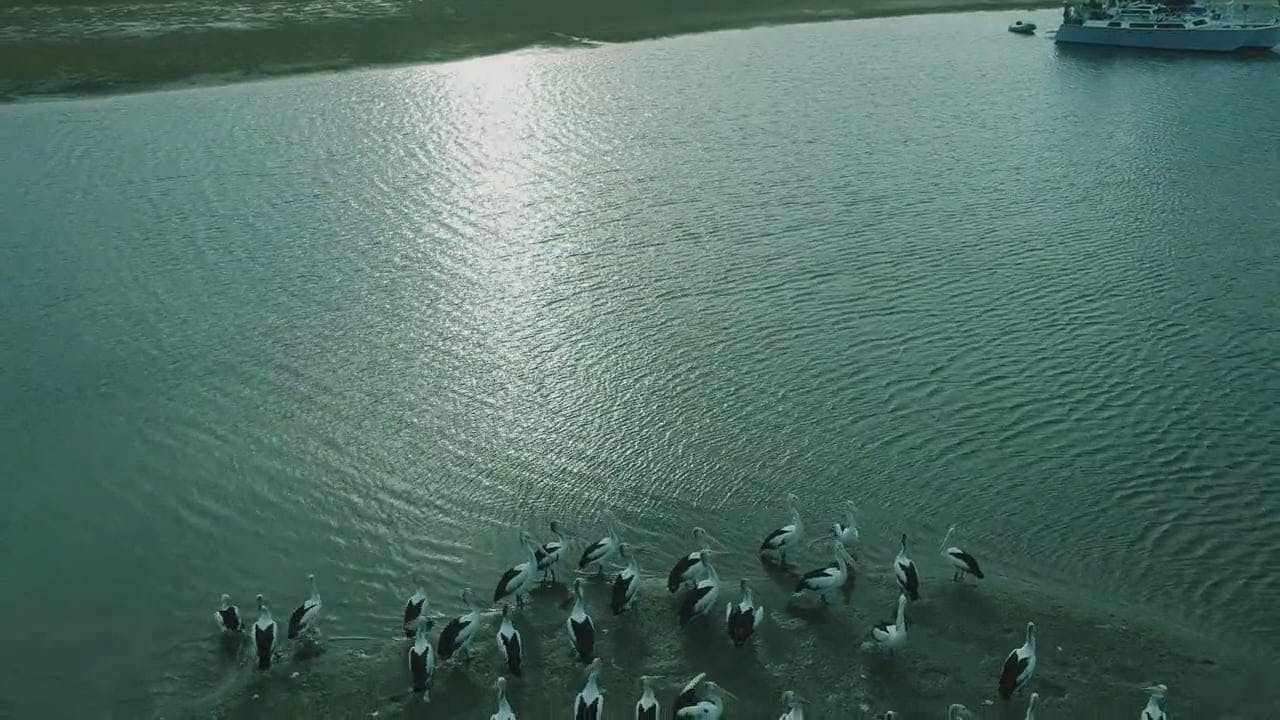 A Squadron Of Pelicans · Free Stock Video