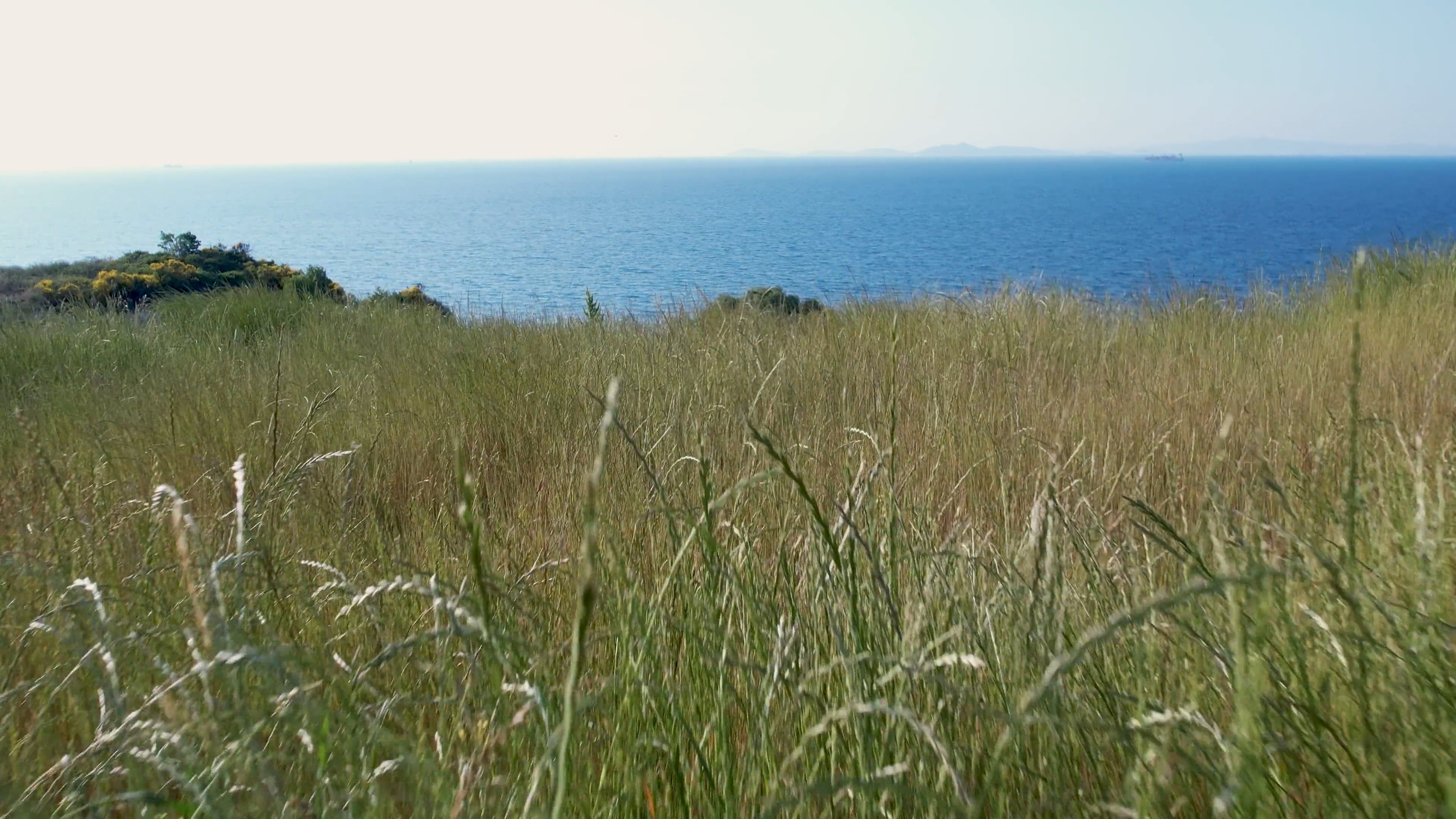 Grass near Sea Shore Free Stock Video Footage, Royalty-Free 4K & HD ...