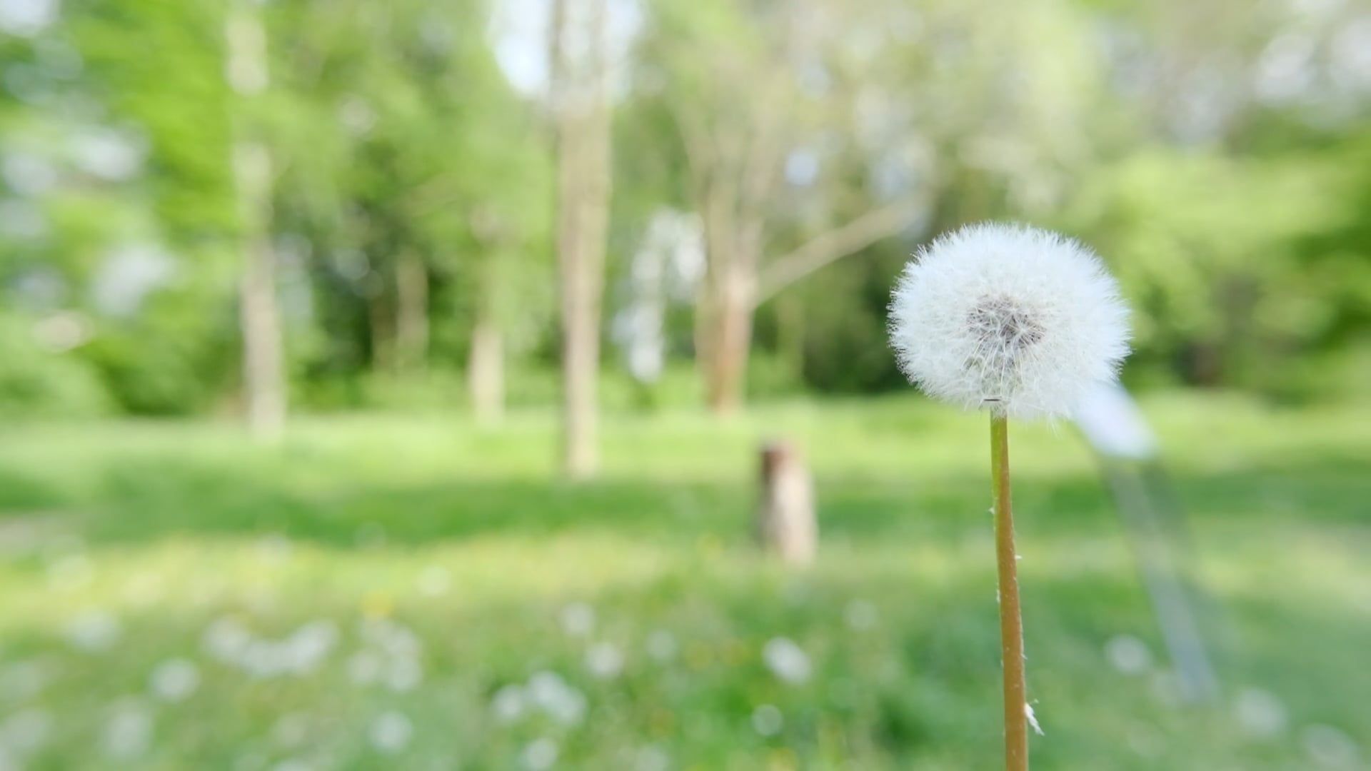 Flower Swaying in The Wind Free Stock Video Footage, Royalty-Free 4K ...