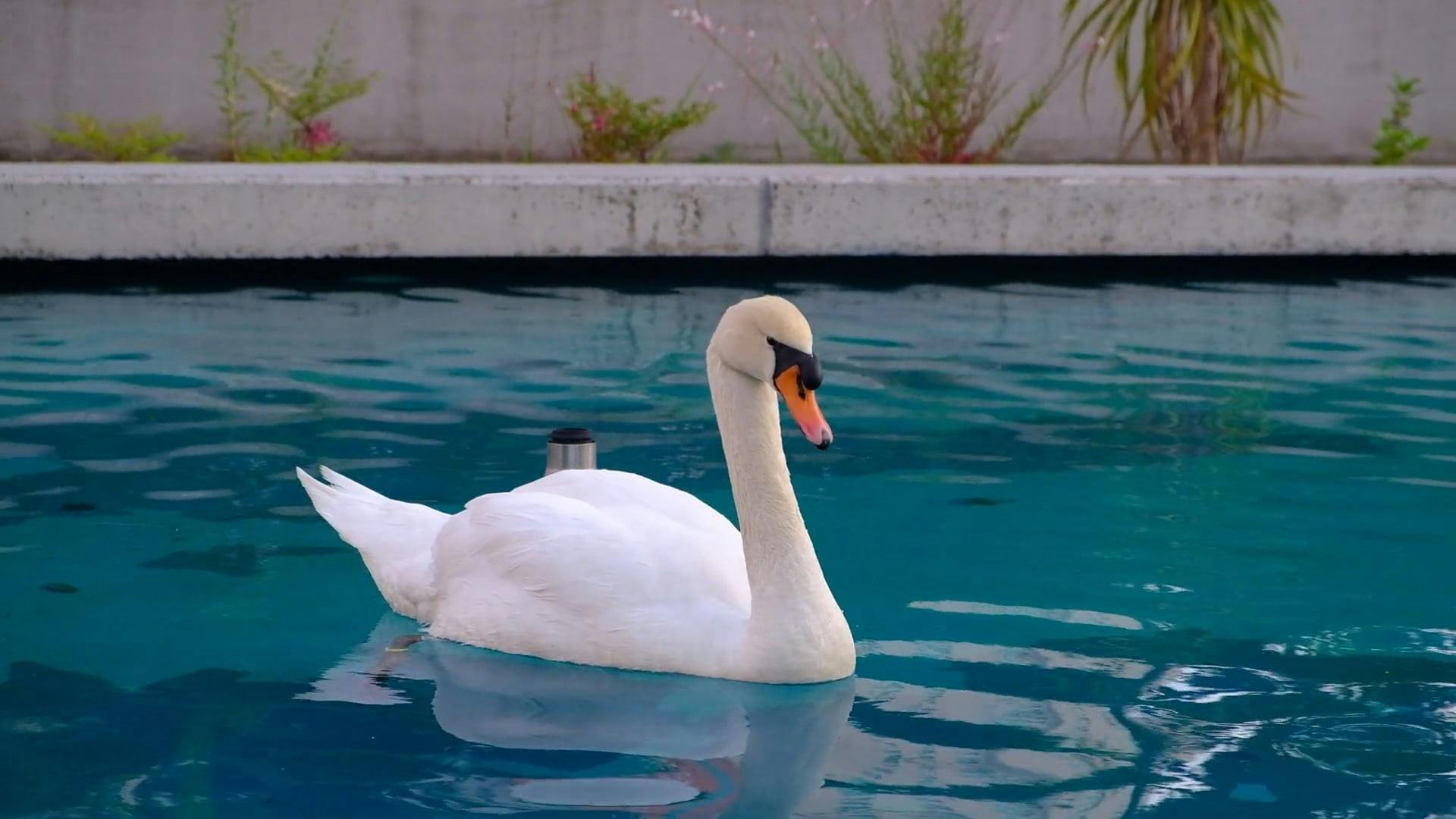 Swan in Pool Free Stock Video Footage, Royalty-Free 4K & HD Video Clip