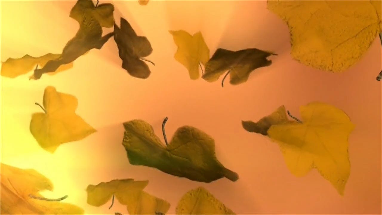Free Fallen Leaves Videos · Pexels