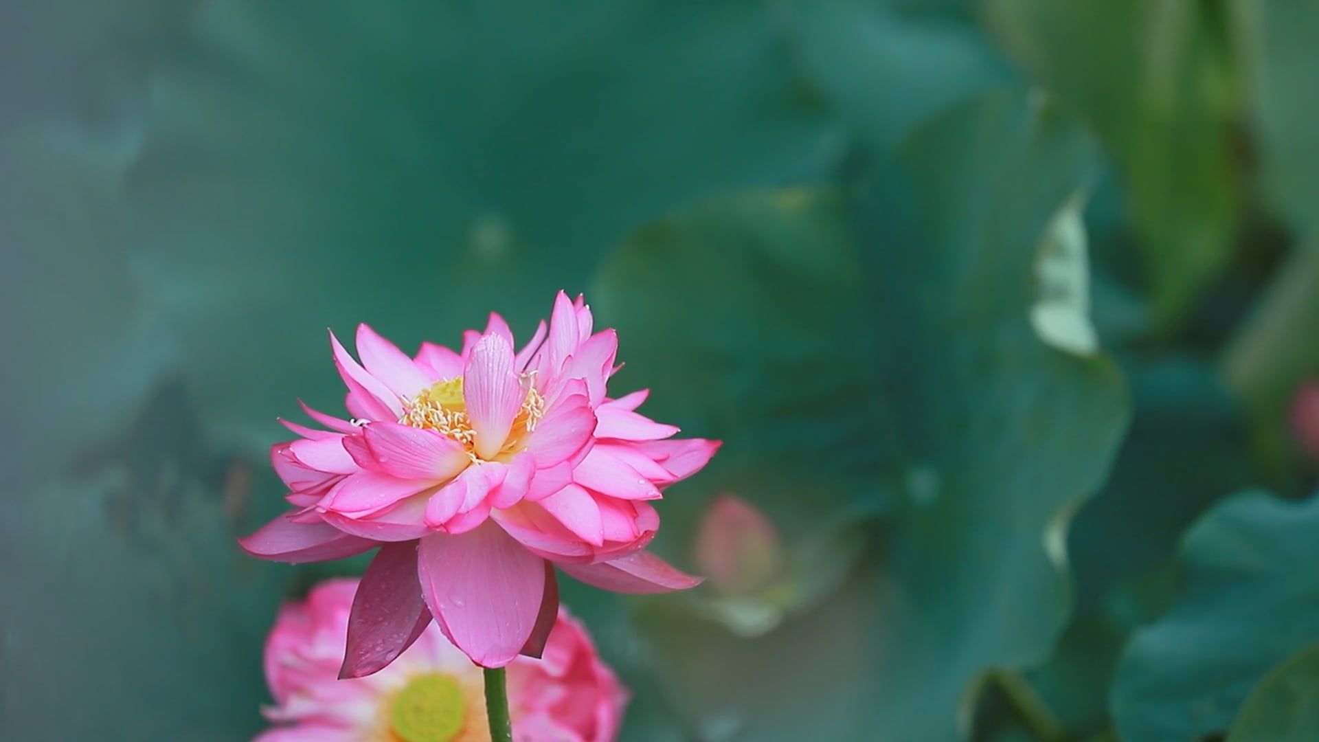 Lotus Dancing in The Wind Free Stock Video Footage, Royalty-Free 4K ...