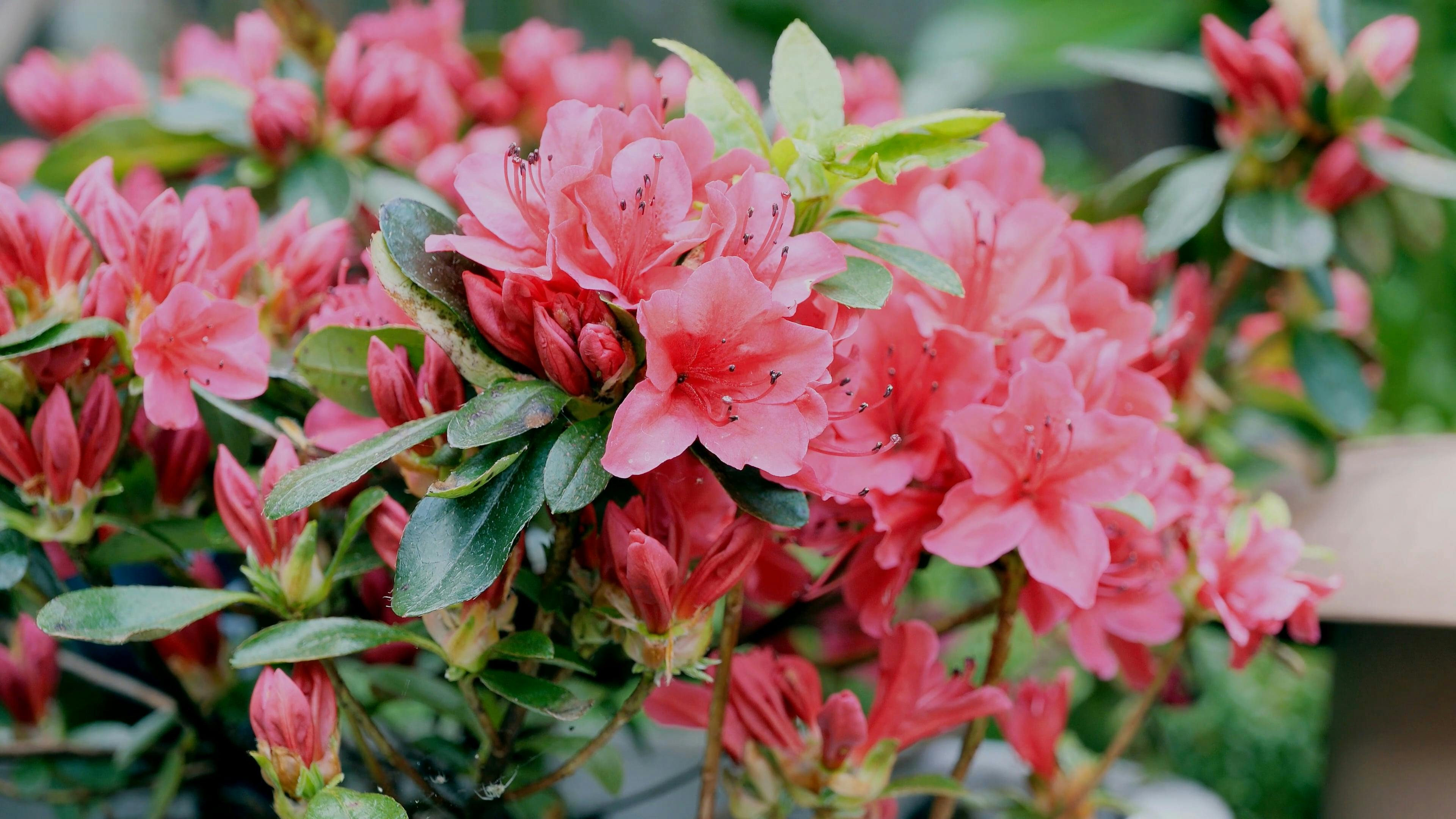 Close up of Azalea Flowers Free Stock Video Footage, Royalty-Free 4K ...