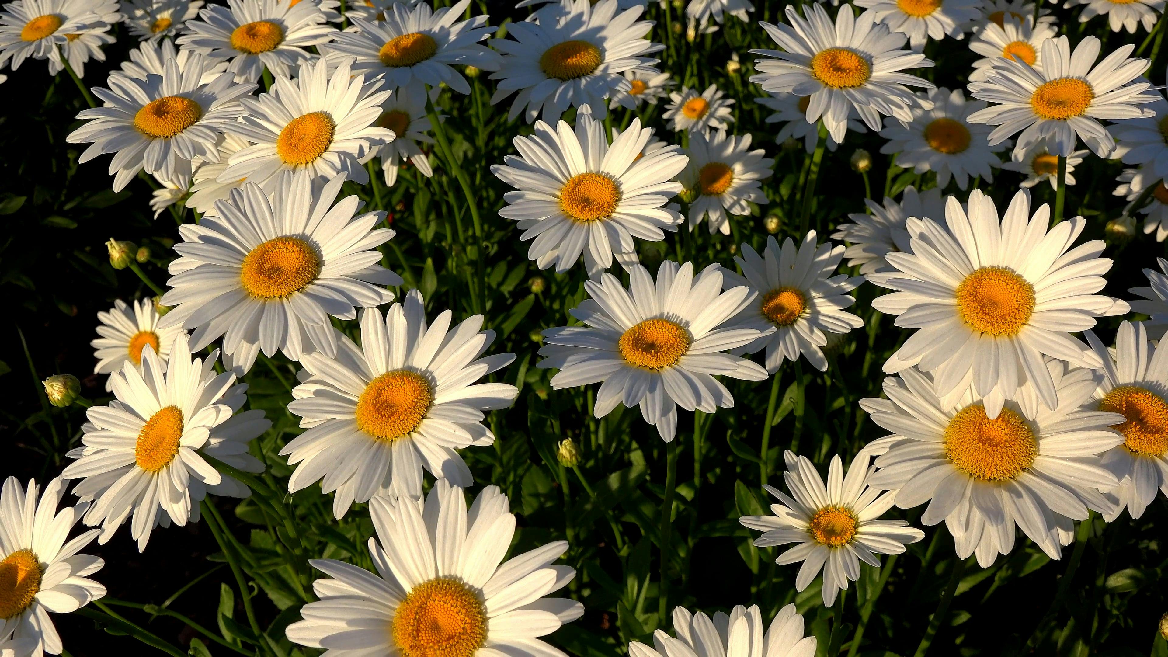 Beautiful Flowers Moving Together Free Stock Video Footage, Royalty ...