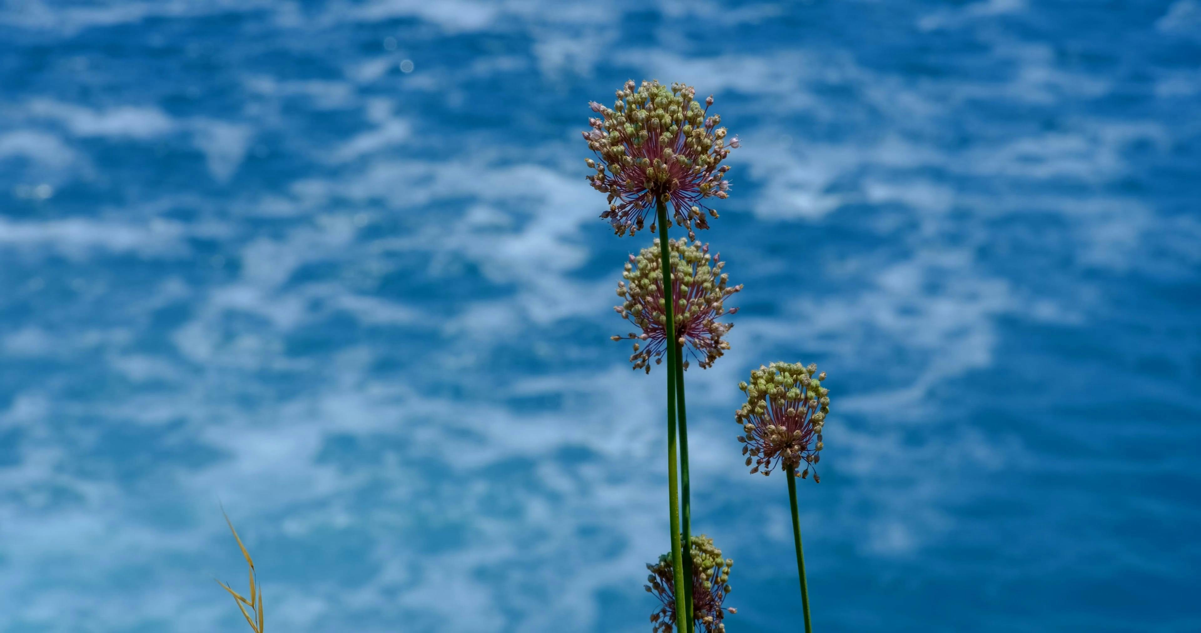 Sea Leek Videos, Download The BEST Free 4k Stock Video Footage & Sea ...