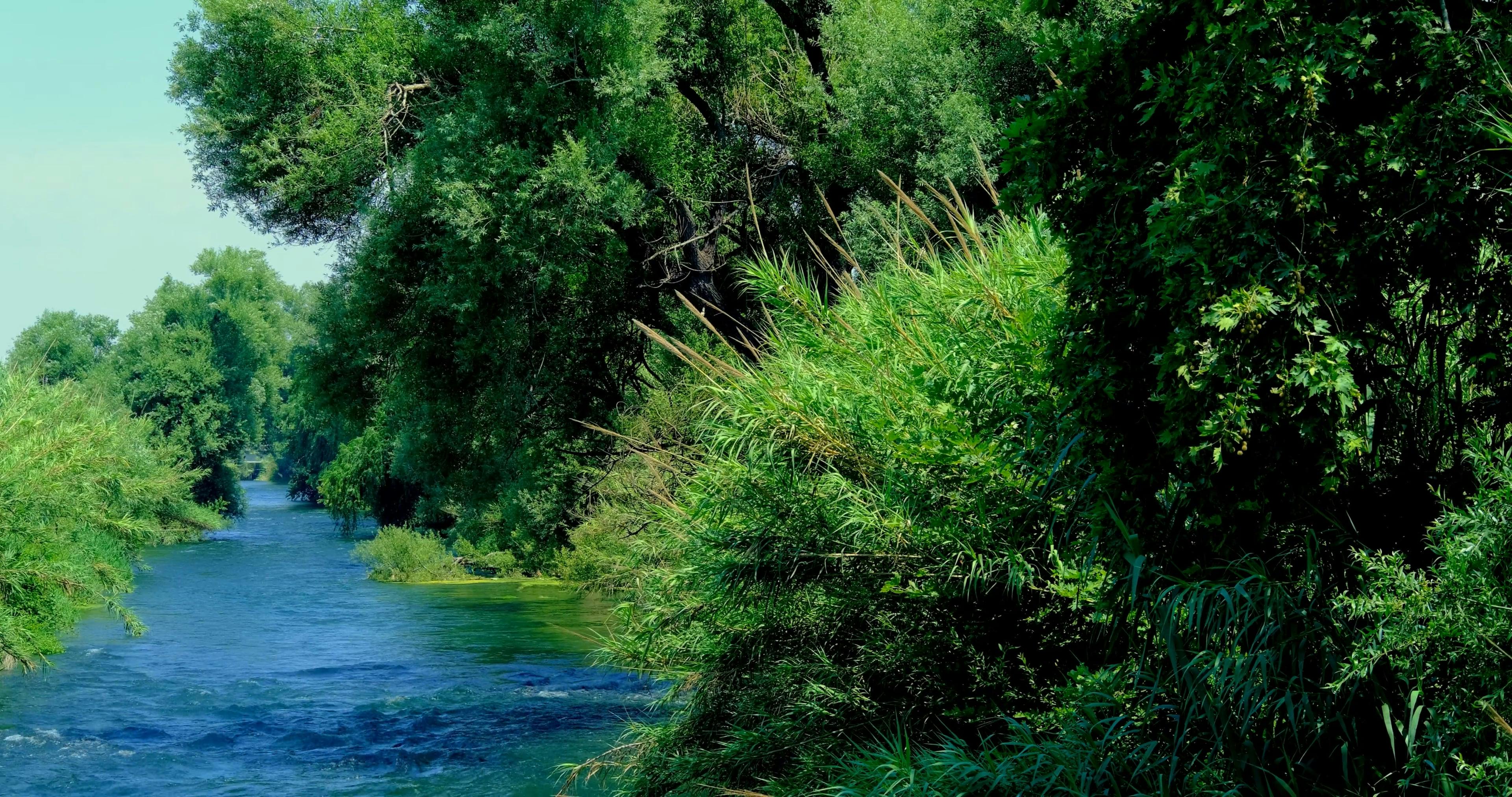 Green Trees and Plants by a Flowing River Free Stock Video Footage ...