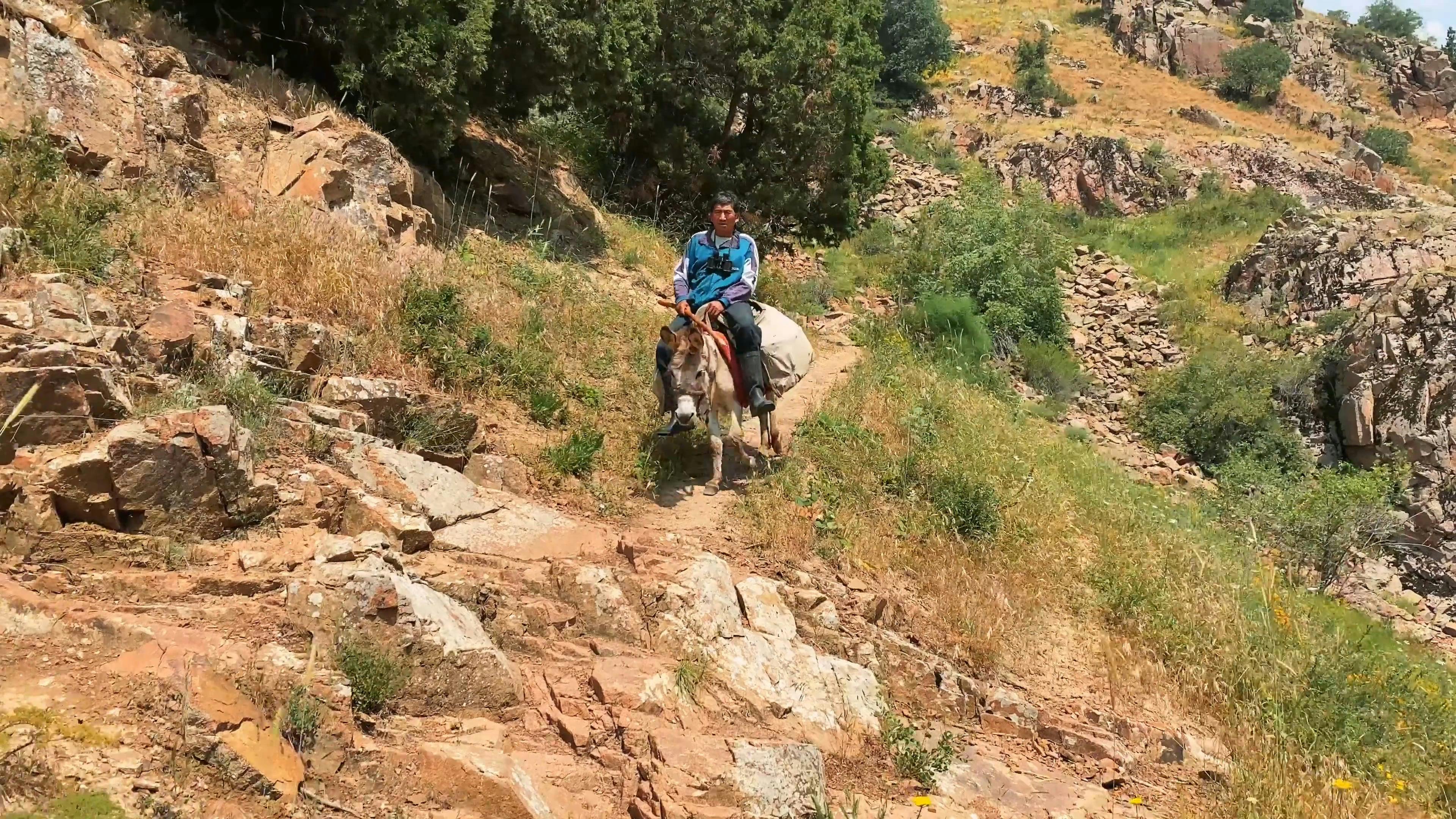 A Man Riding a Donkey on a Mountain Trail Free Stock Video Footage ...