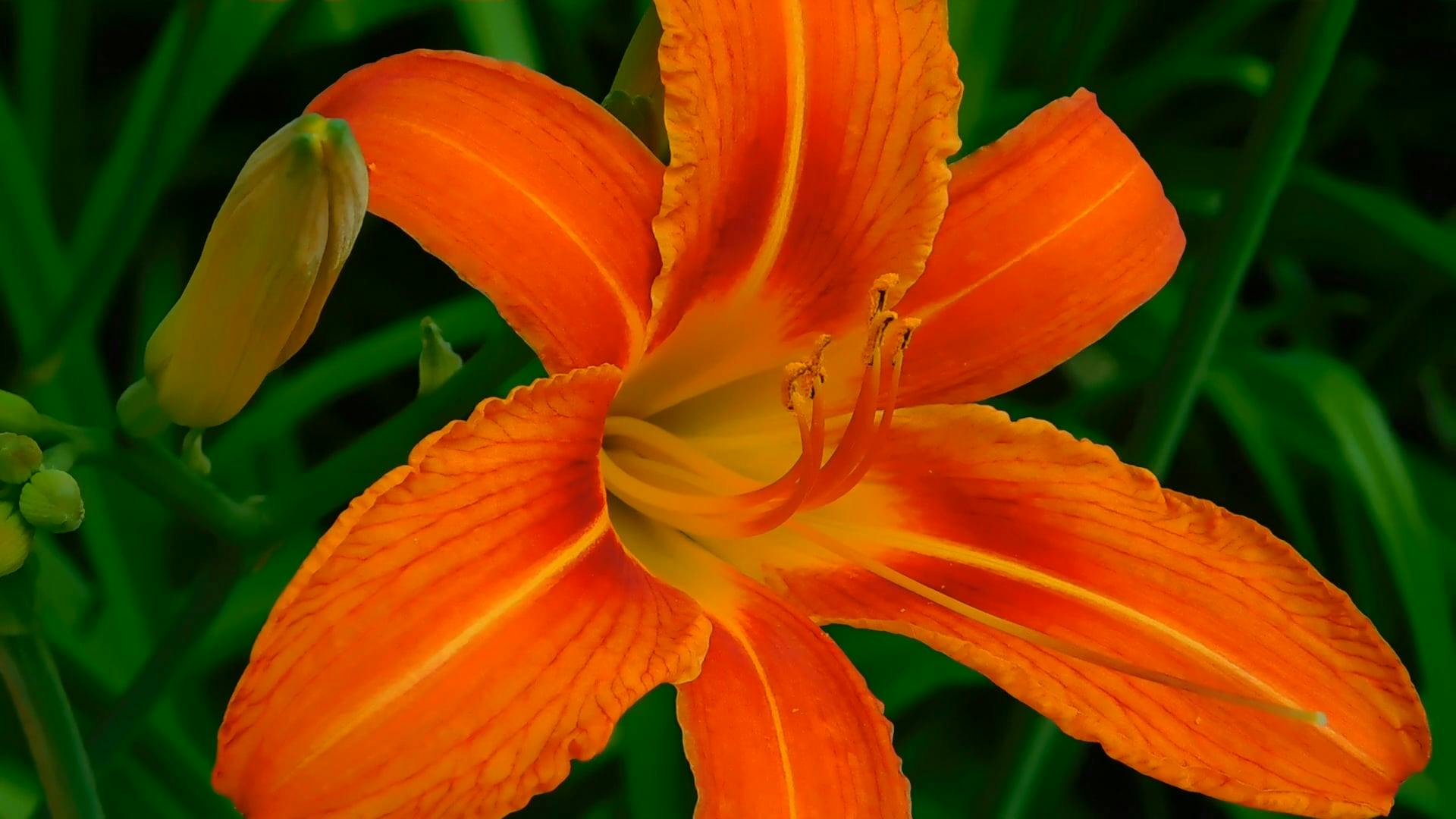 Close-Up Video of Orange Flower Free Stock Video Footage, Royalty-Free ...