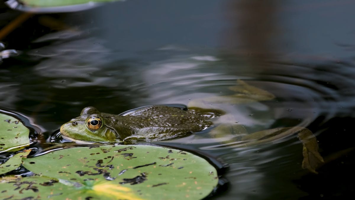 Frog Videos, Download The BEST Free 4k Stock Video Footage & Frog HD ...