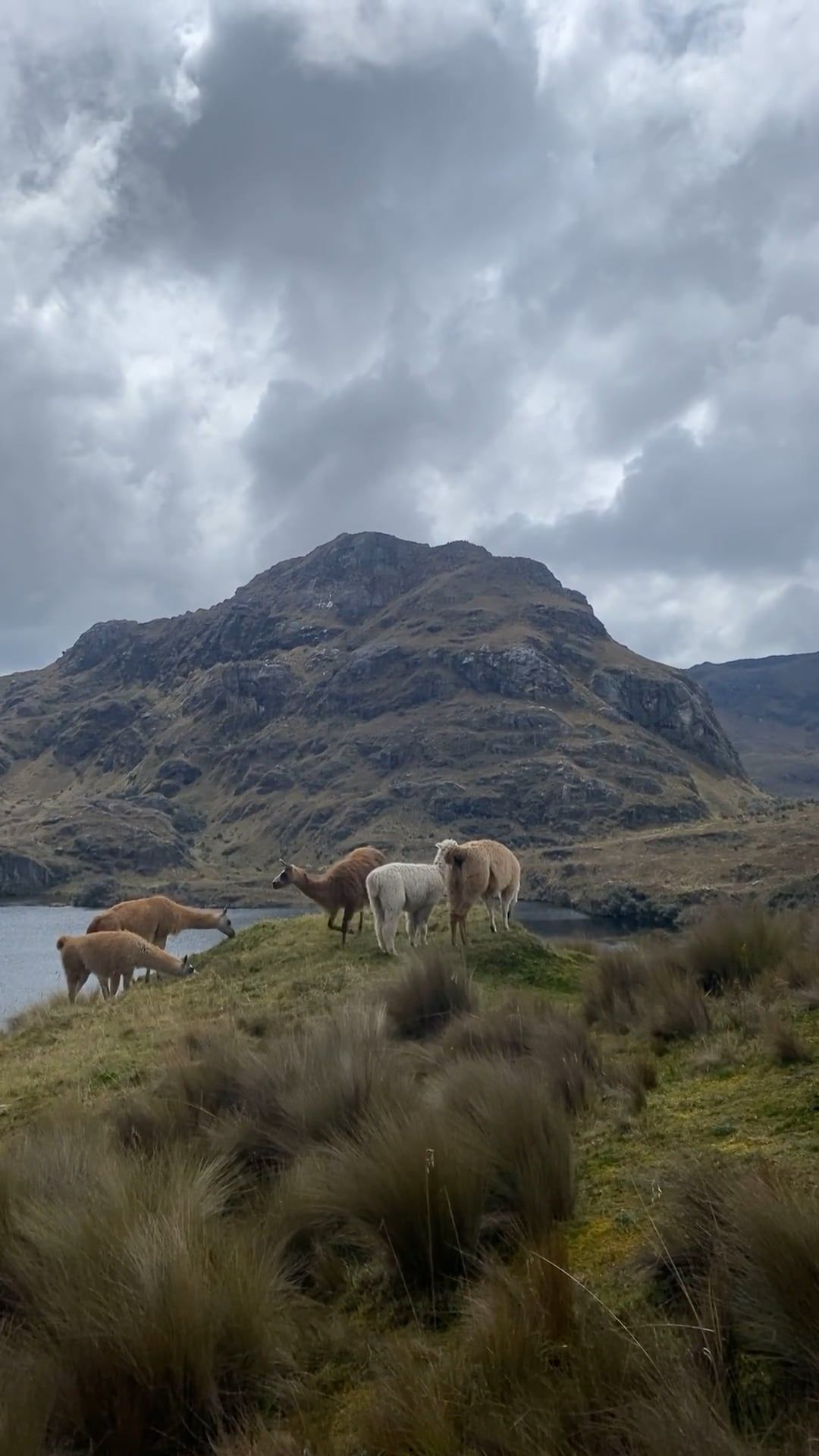Wild Alpacas Grazing in Natural Scenery with Hills and Lake Free Stock ...