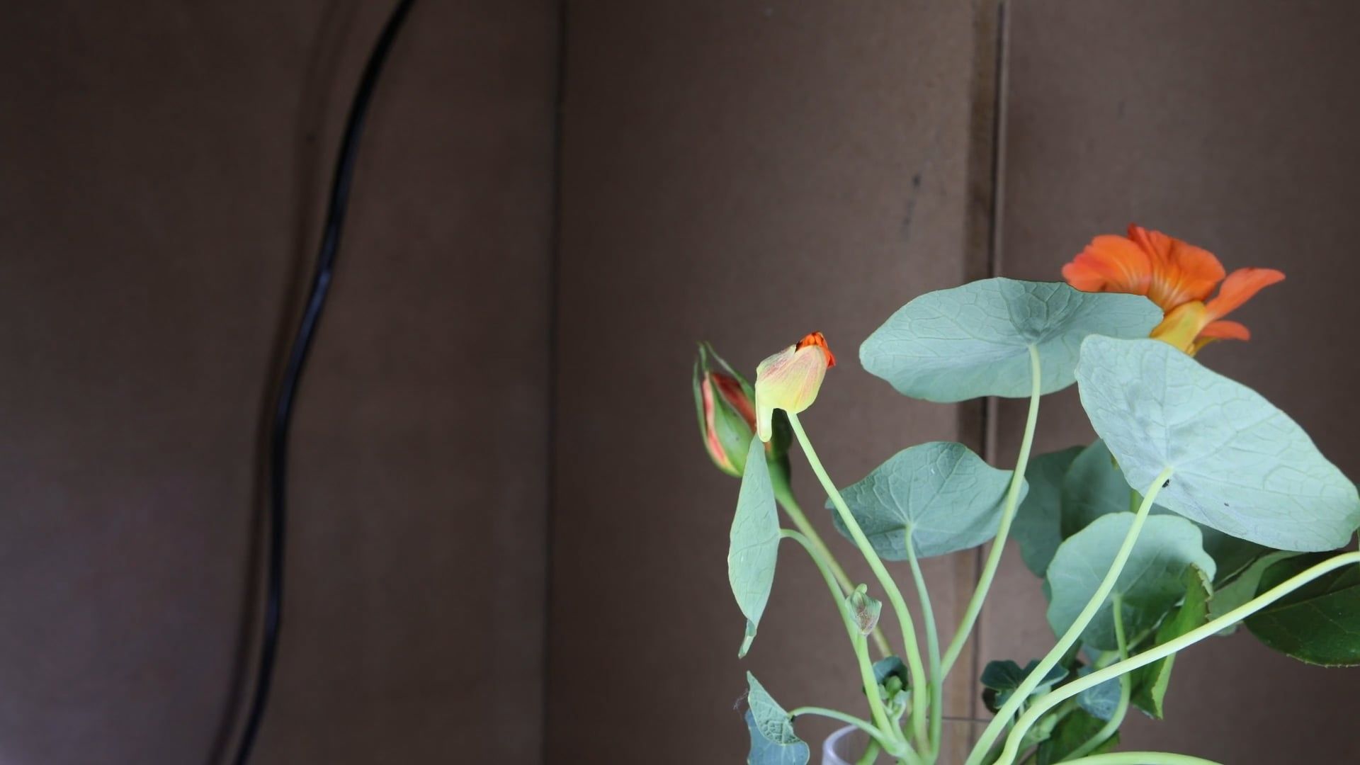 Time Lapse of a Blooming Flowering Plant Free Stock Video Footage ...