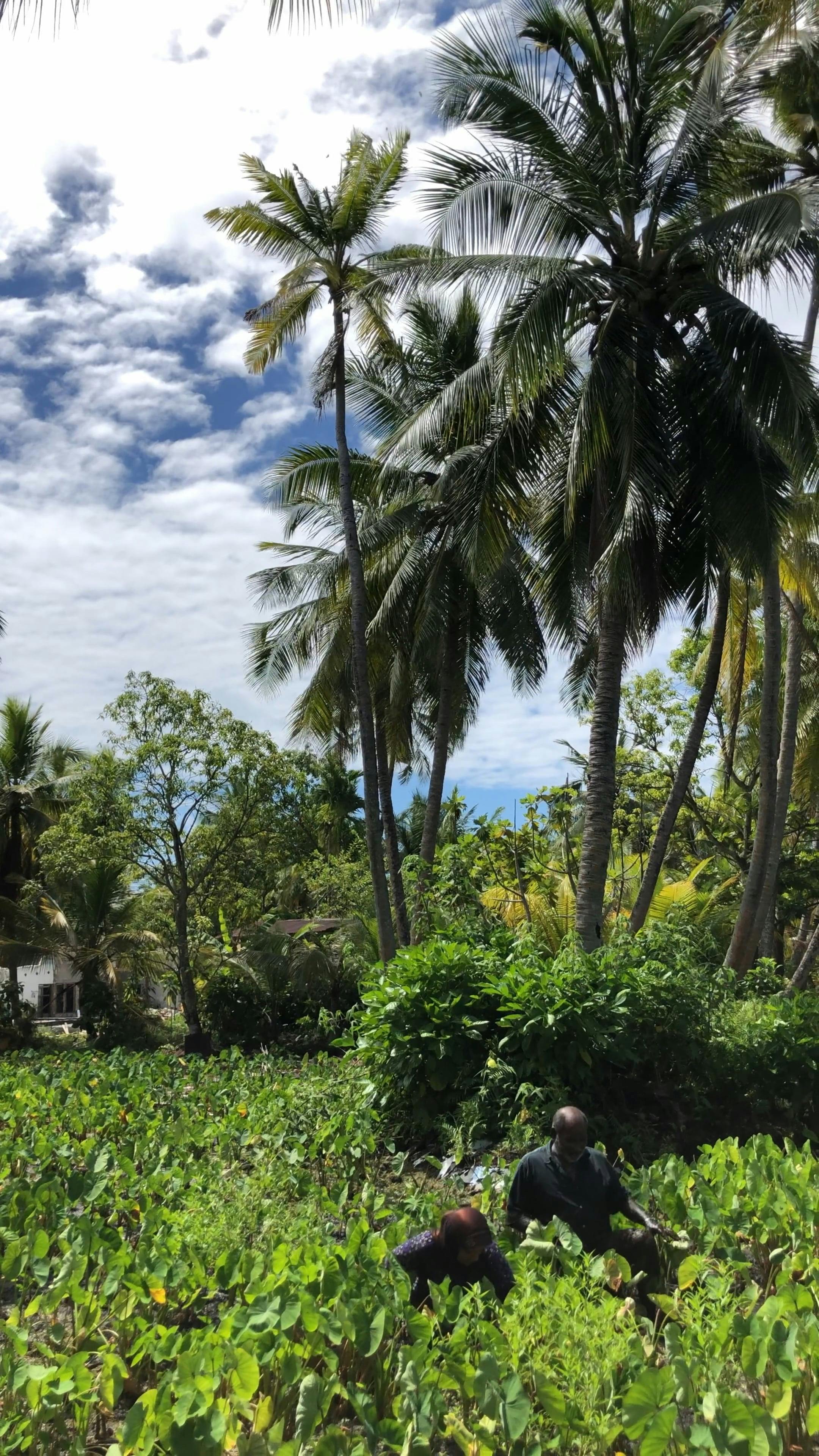 Island Crops Videos, Download The BEST Free 4k Stock Video Footage ...