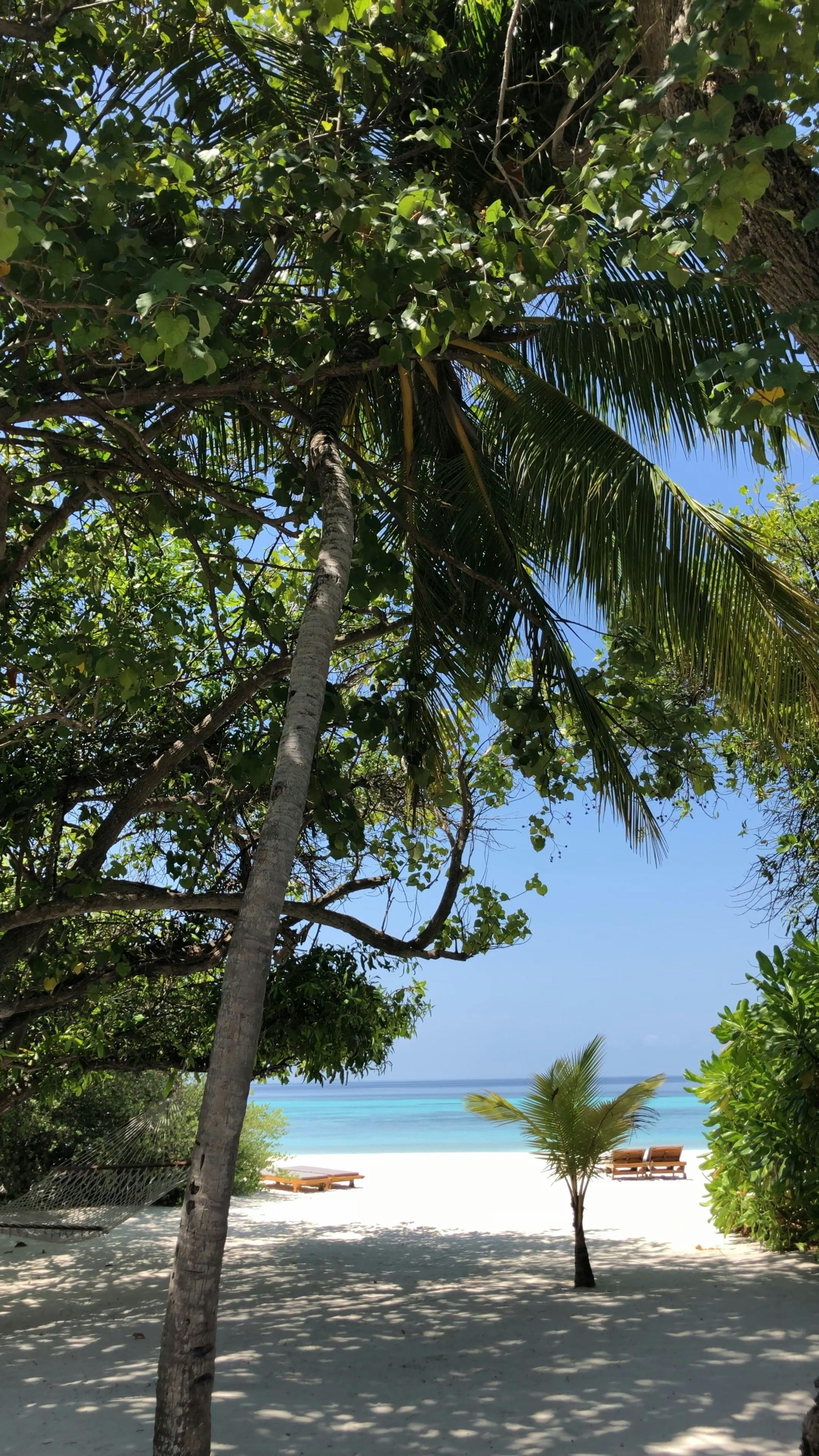 Maldives Coco Tree Videos, Download The BEST Free 4k Stock Video ...