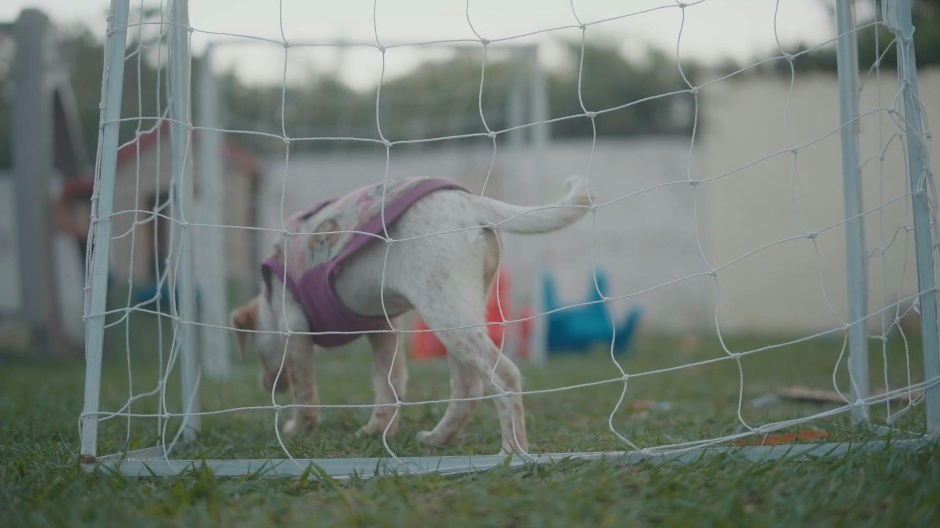 Dog Playing in a Small Soccer Goal in a Back Yard Free Stock Video ...