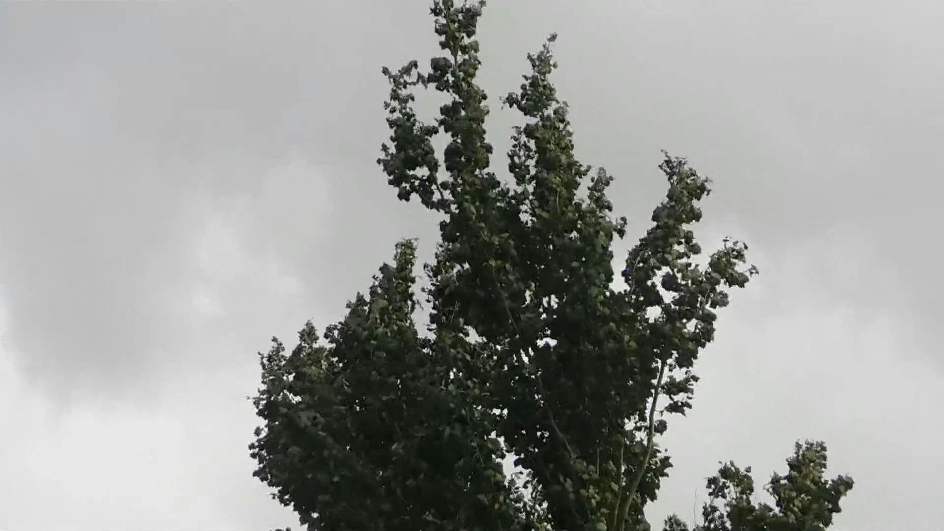 Tree Swaying On Huge Wind And Rain · Free Stock Video