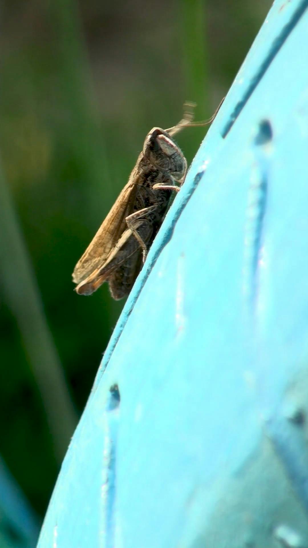 Cricket Animation Videos, Download The BEST Free 4k Stock Video Footage ...