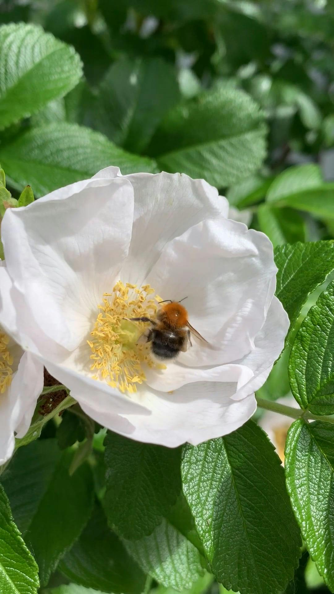 Bees Rosa Videos, Download The BEST Free 4k Stock Video Footage & Bees Rosa HD Video Clips