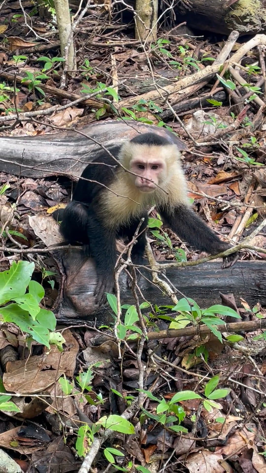 Wild Monkey in a Forest Free Stock Video Footage, Royalty-Free 4K & HD ...