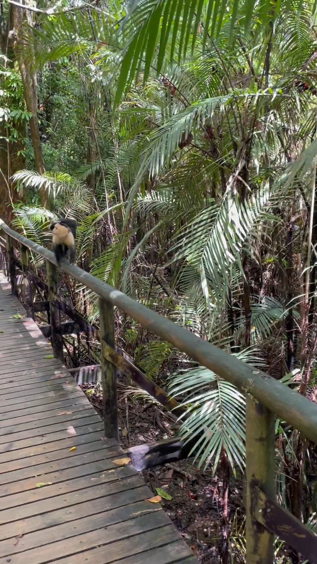 Kids Monkey Videos, Download The BEST Free 4k Stock Video Footage ...