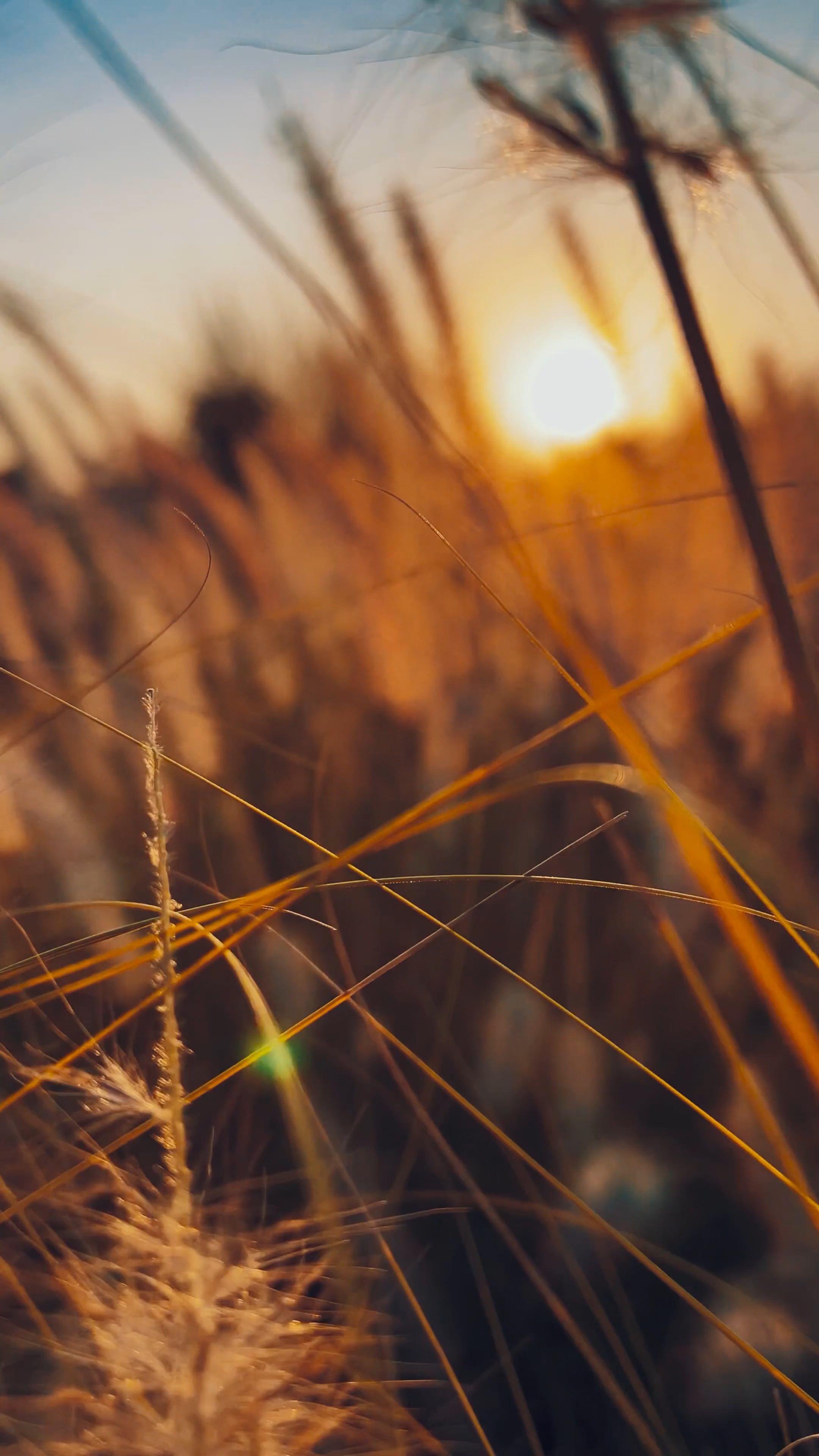 Close up of Swaying Grass in a Field at Sunset Free Stock Video Footage ...