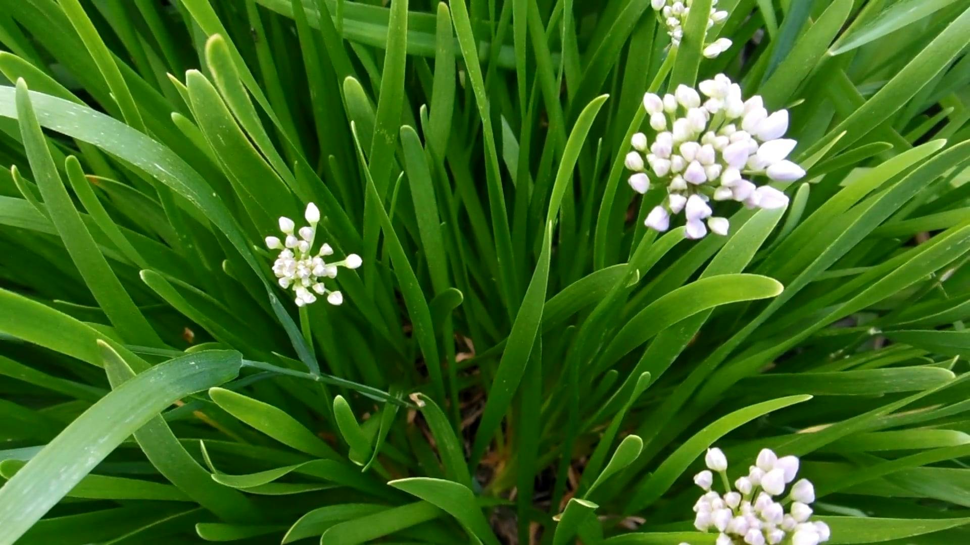 Lovely White Flower Buds · Free Stock Video