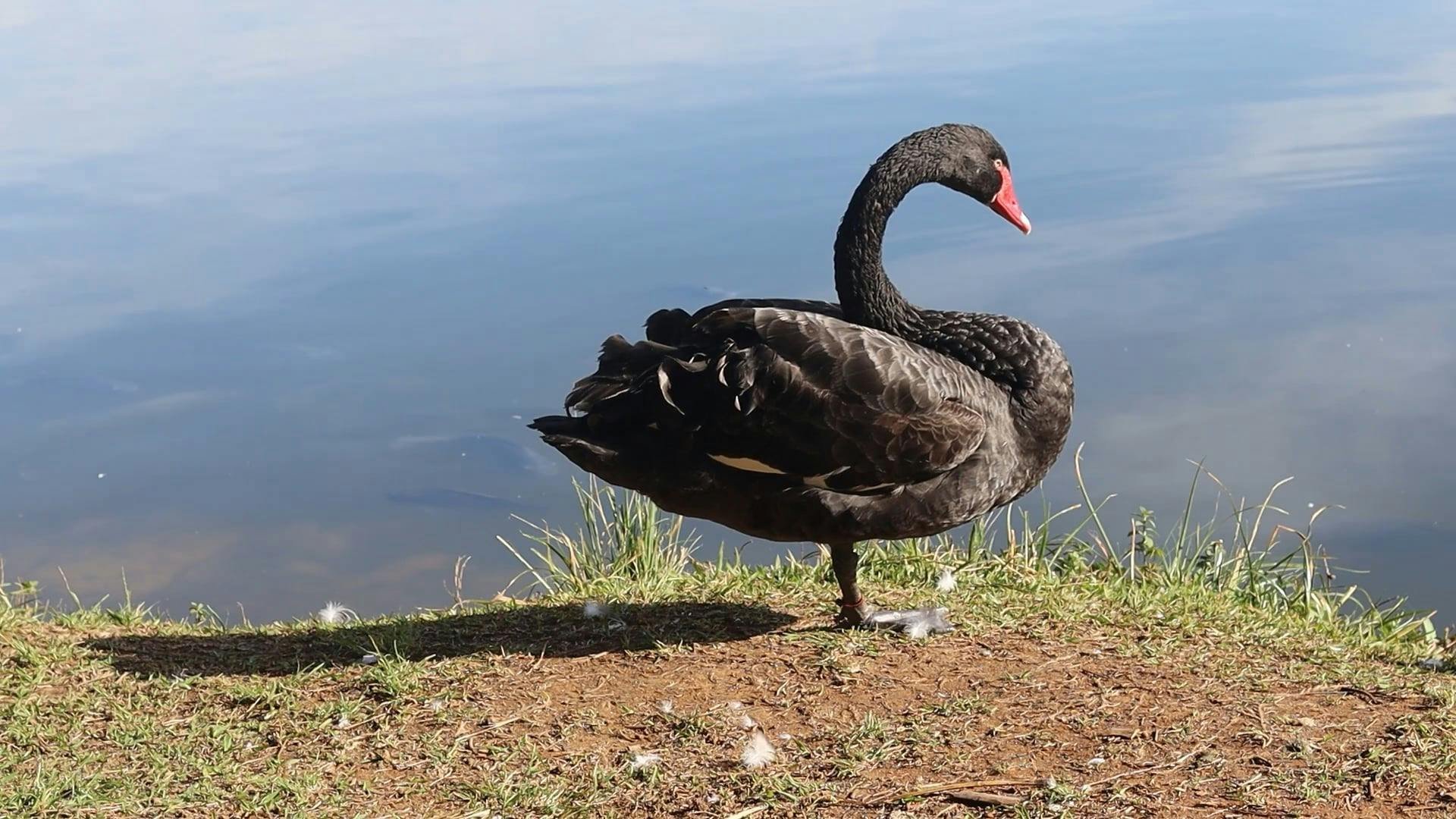 Geneve Cygnus Videos, Download The BEST Free 4k Stock Video Footage ...