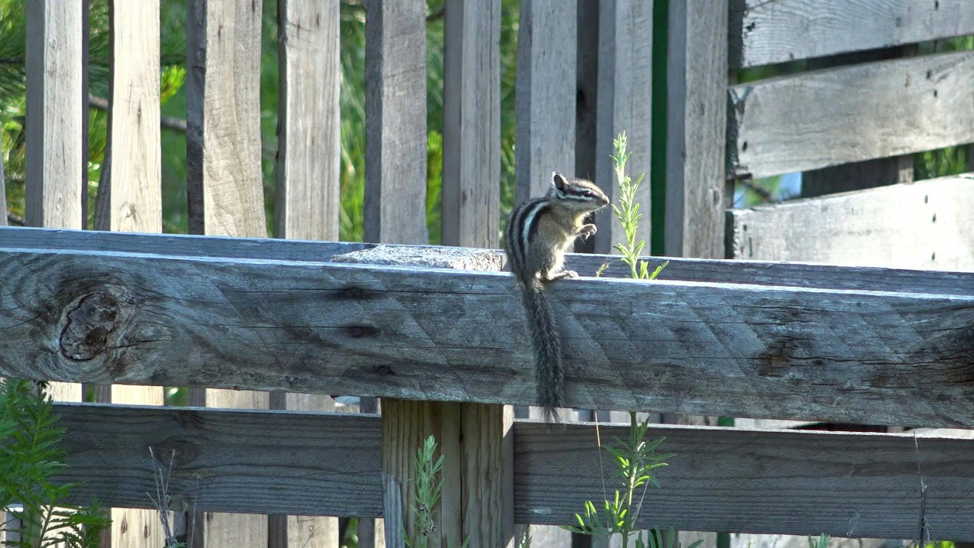 Chimpunk on a Wooden Fence Free Stock Video Footage, Royalty-Free 4K ...