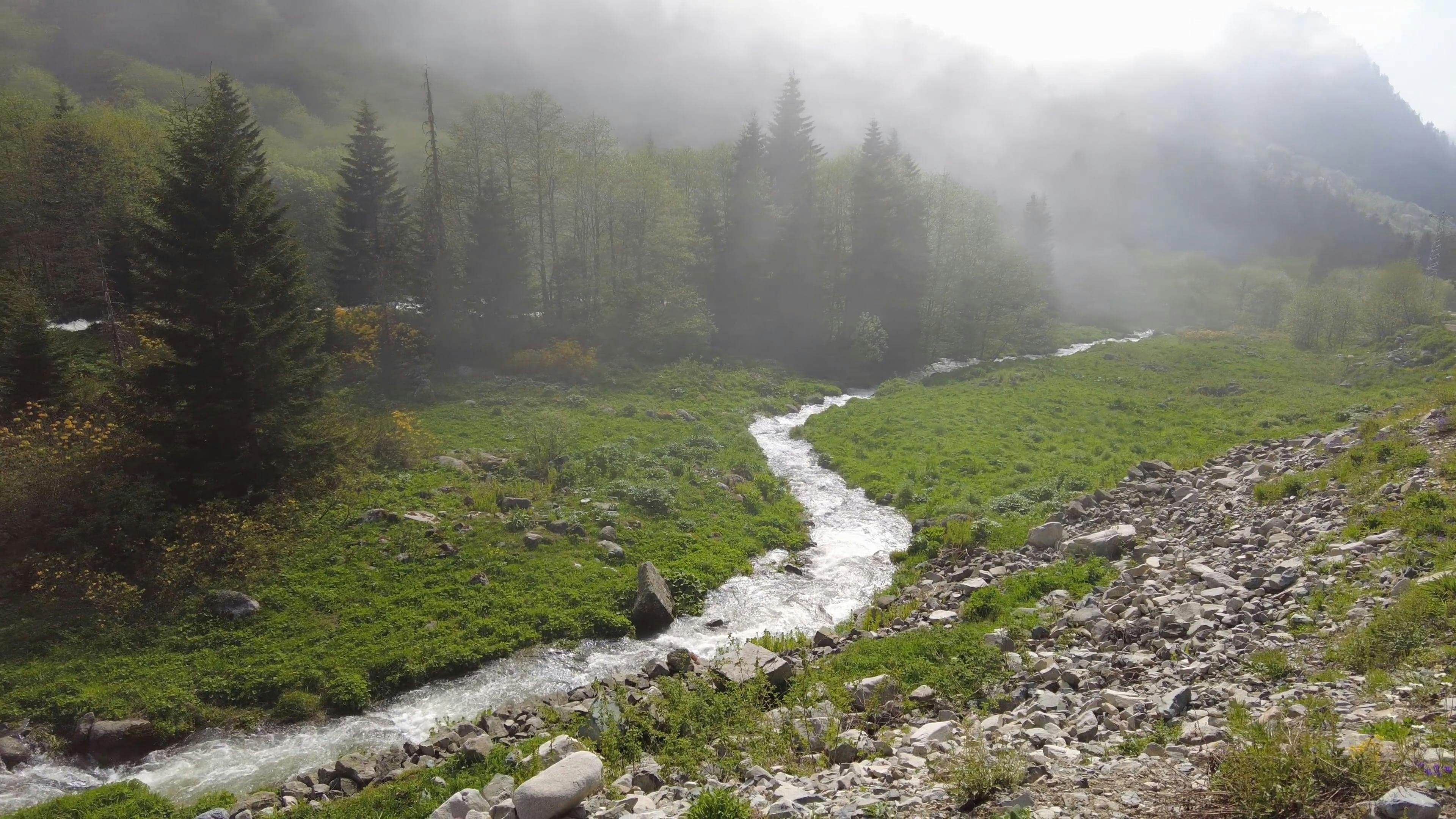 A Creek and Forest Trees in a Mountain Landscape Free Stock Video ...