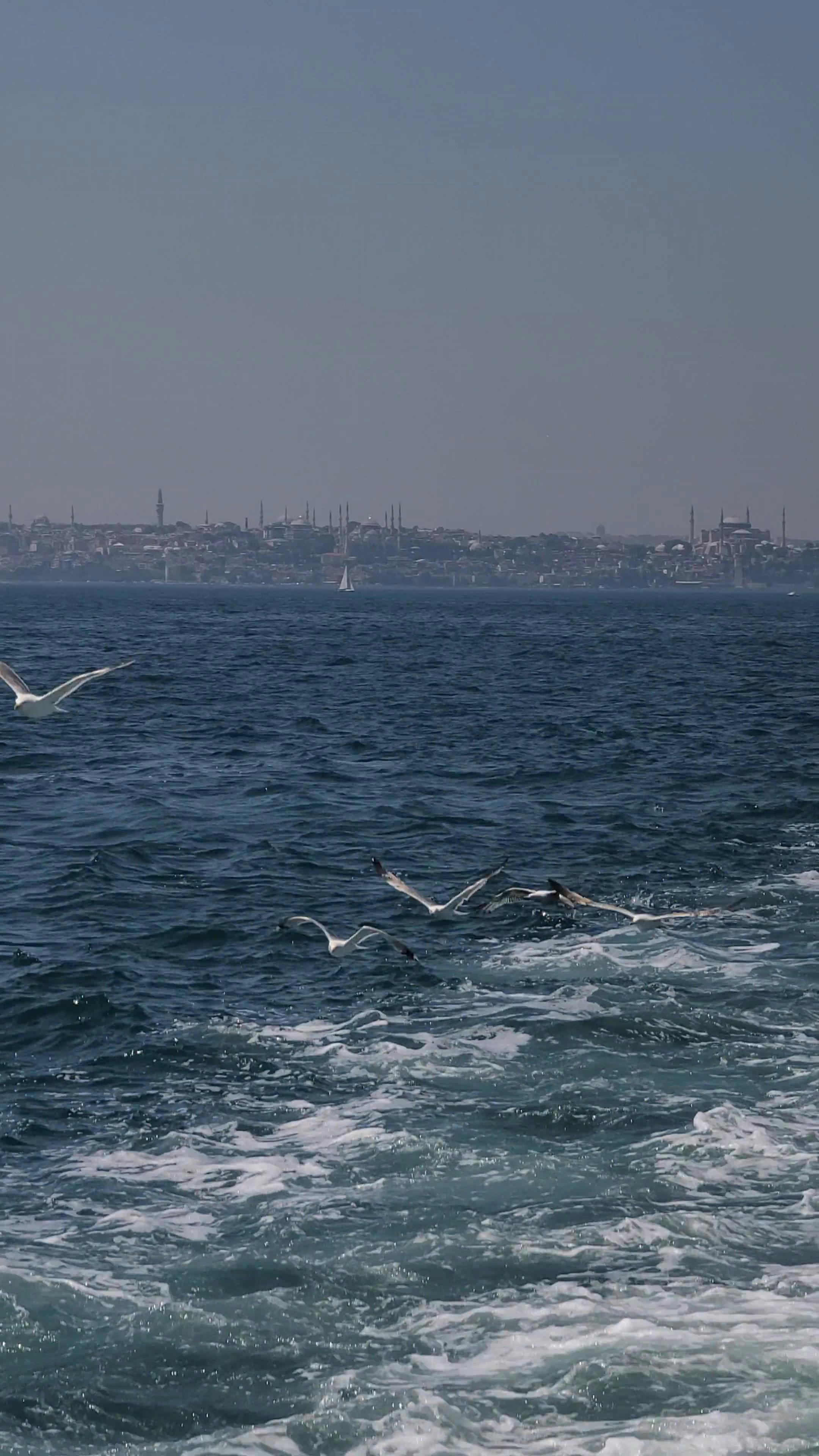 Bird Flying out of a Small Nest with Chicks Free Stock Video Footage ...