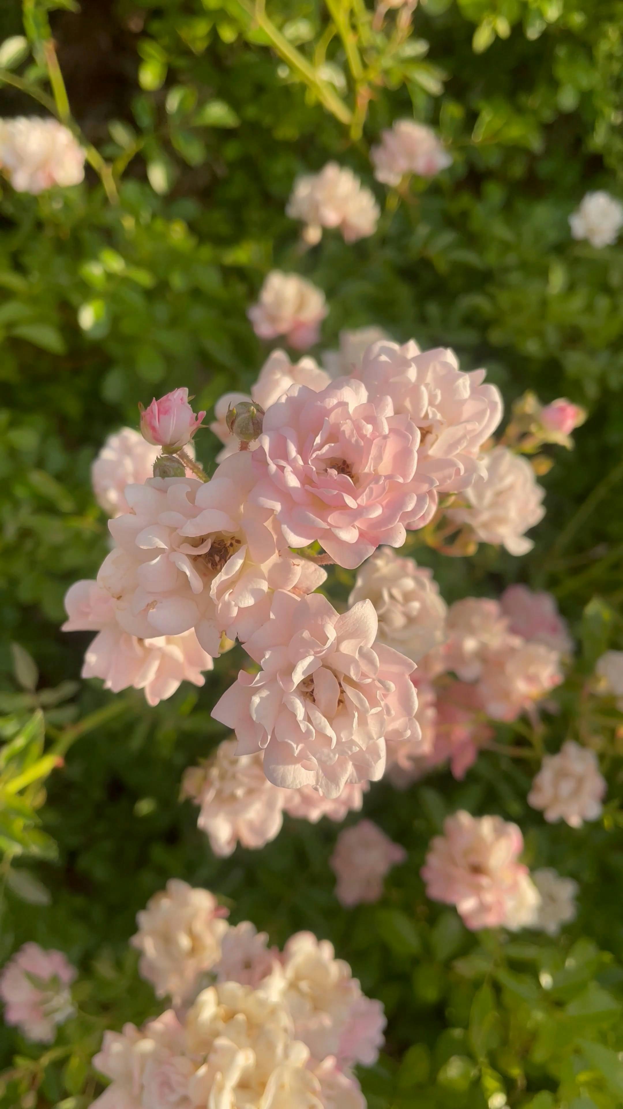 Garden Roses In Full Bloom Free Stock Video Footage, Royalty-Free 4K ...