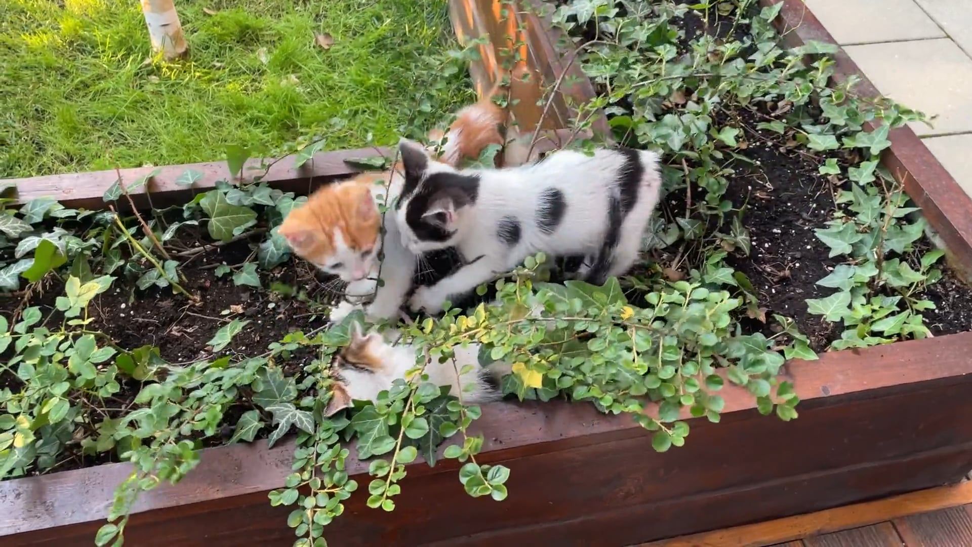 Two Kittens Playing Near A Hollow Block Free Stock Video Footage ...