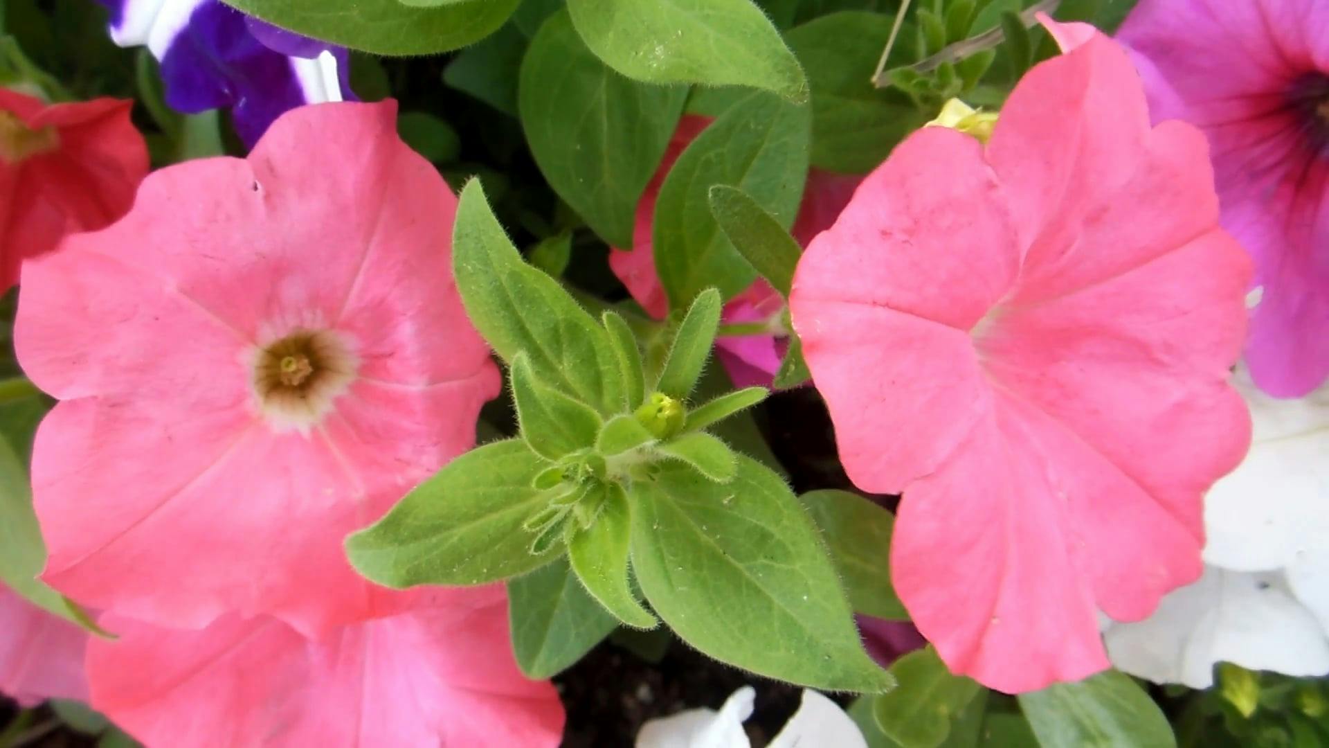 Video Of Flower Blooming Free Stock Video Footage, Royalty-Free 4K & HD ...