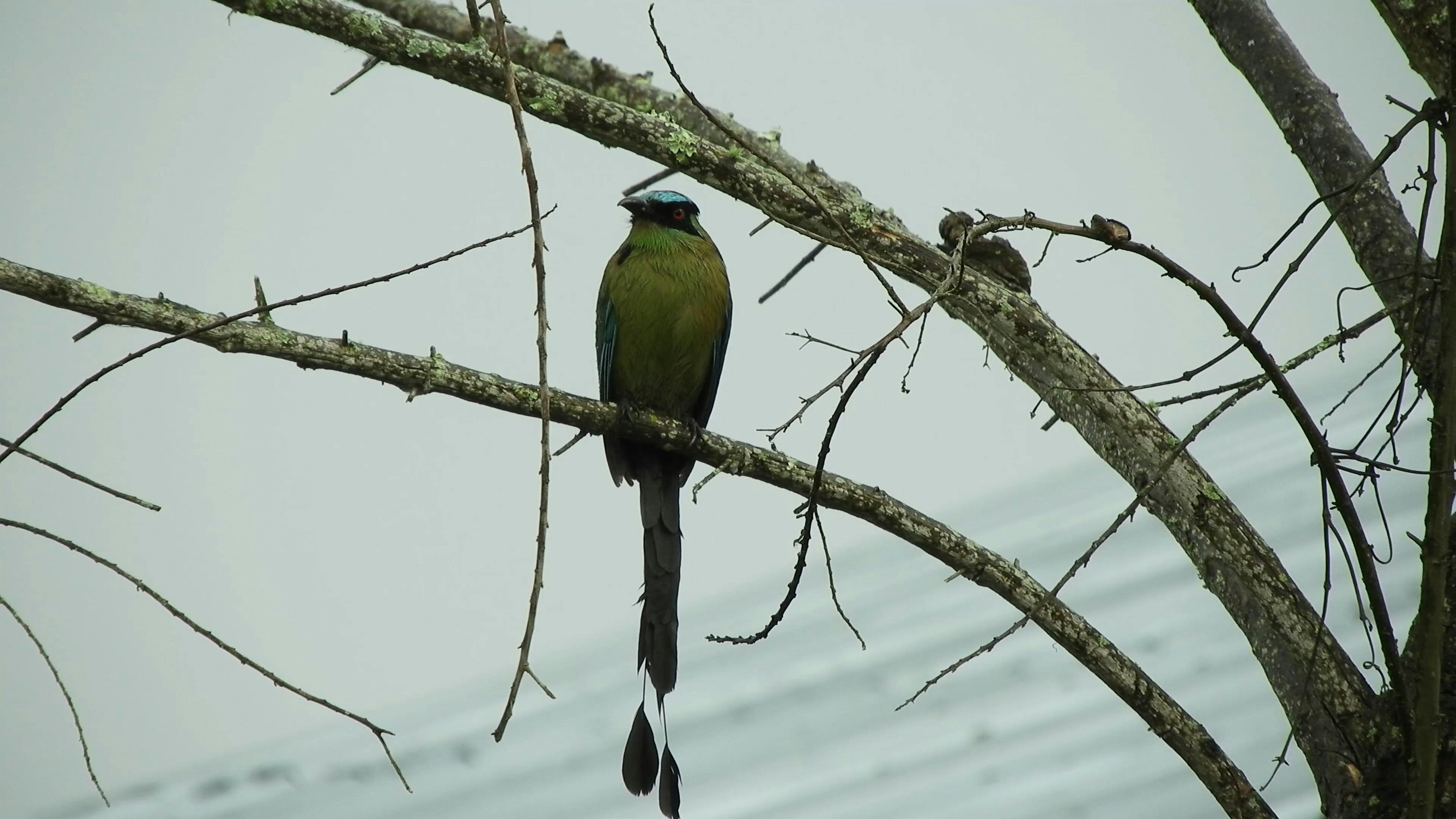 Vídeos de stock gratuitos sobre al aire libre, animal salvaje, árbol ...