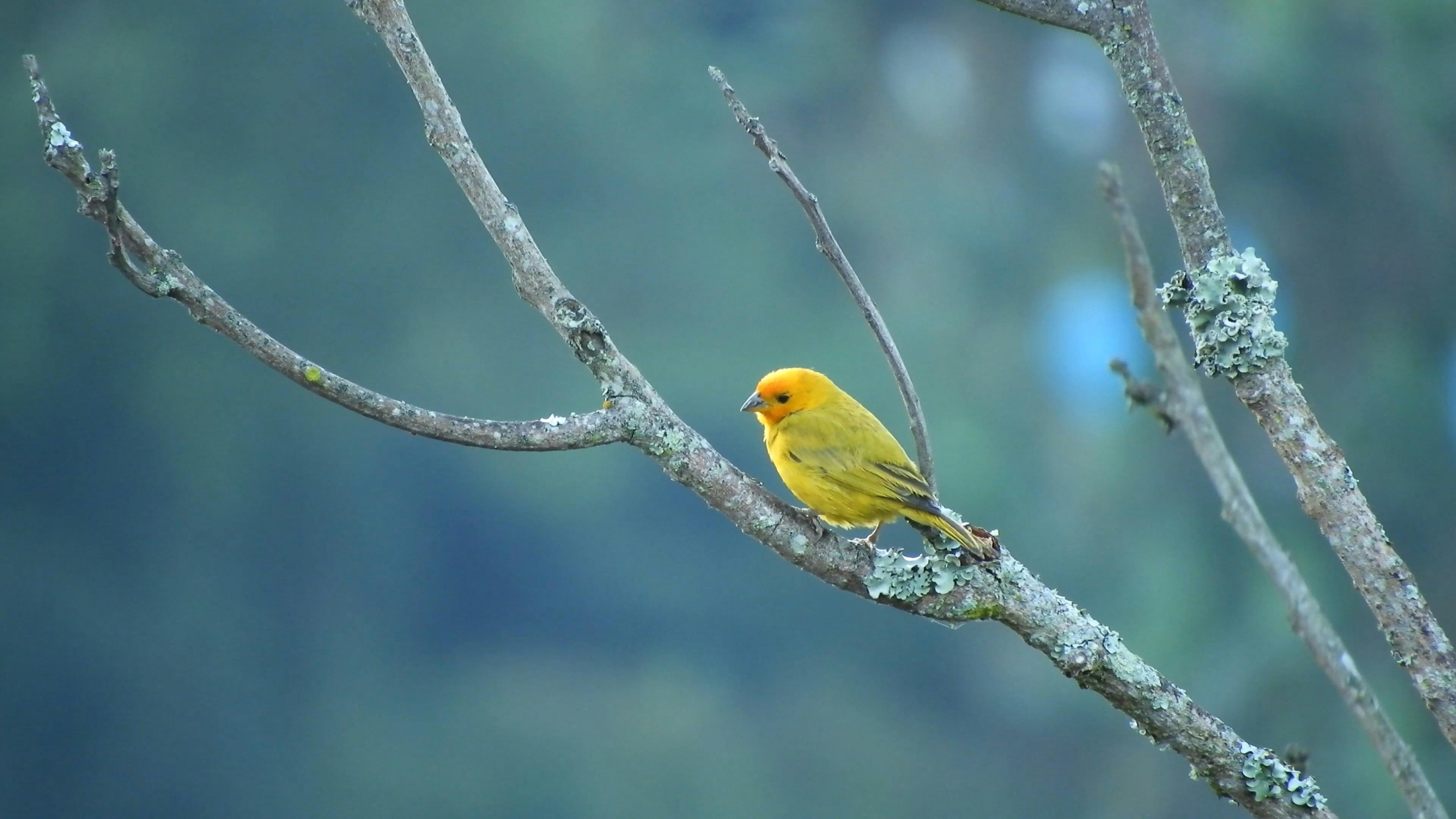 Bird on Branches Free Stock Video Footage, Royalty-Free 4K & HD Video Clip