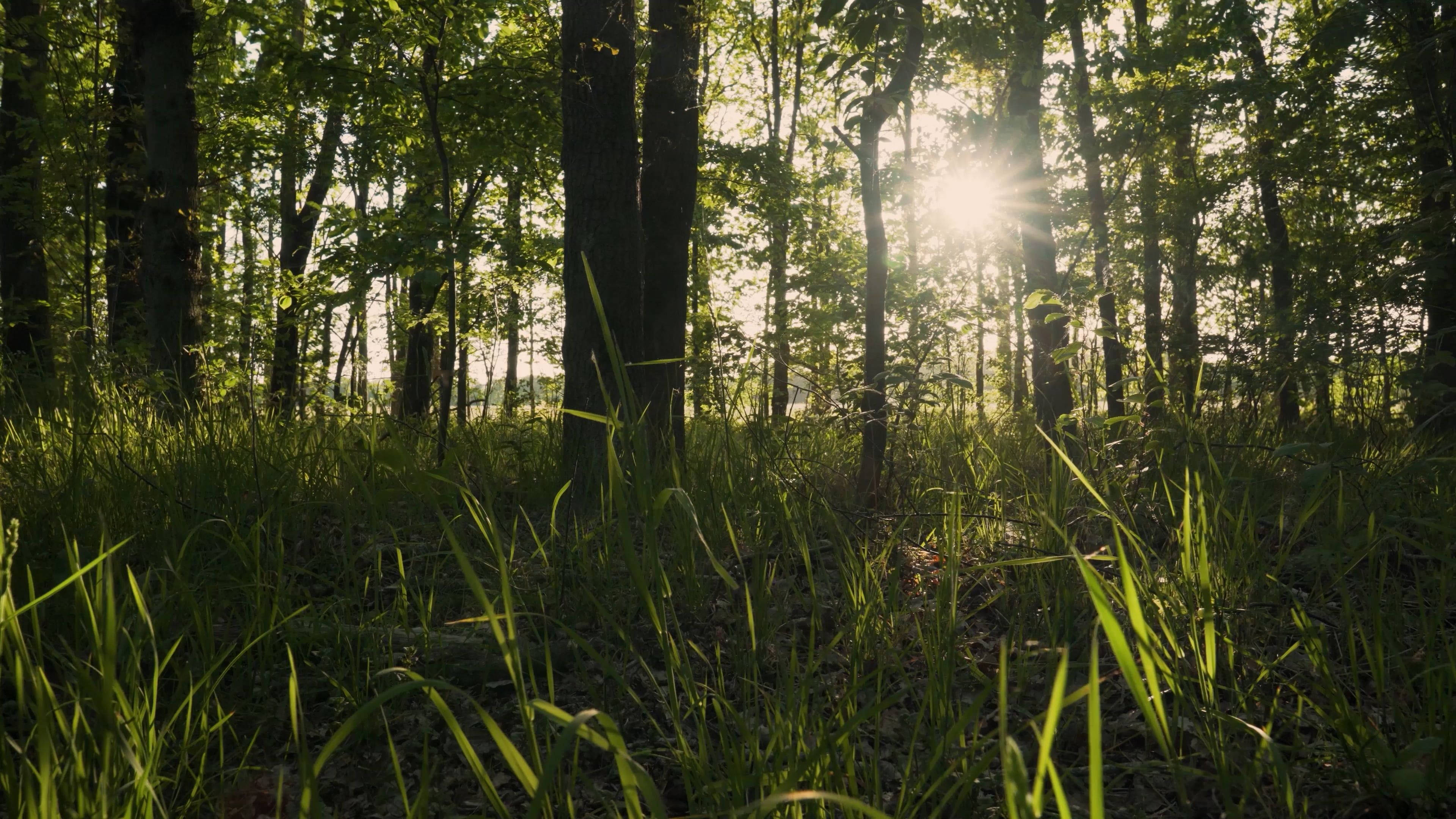 Beautiful Afternoon in the Forest Free Stock Video Footage, Royalty ...