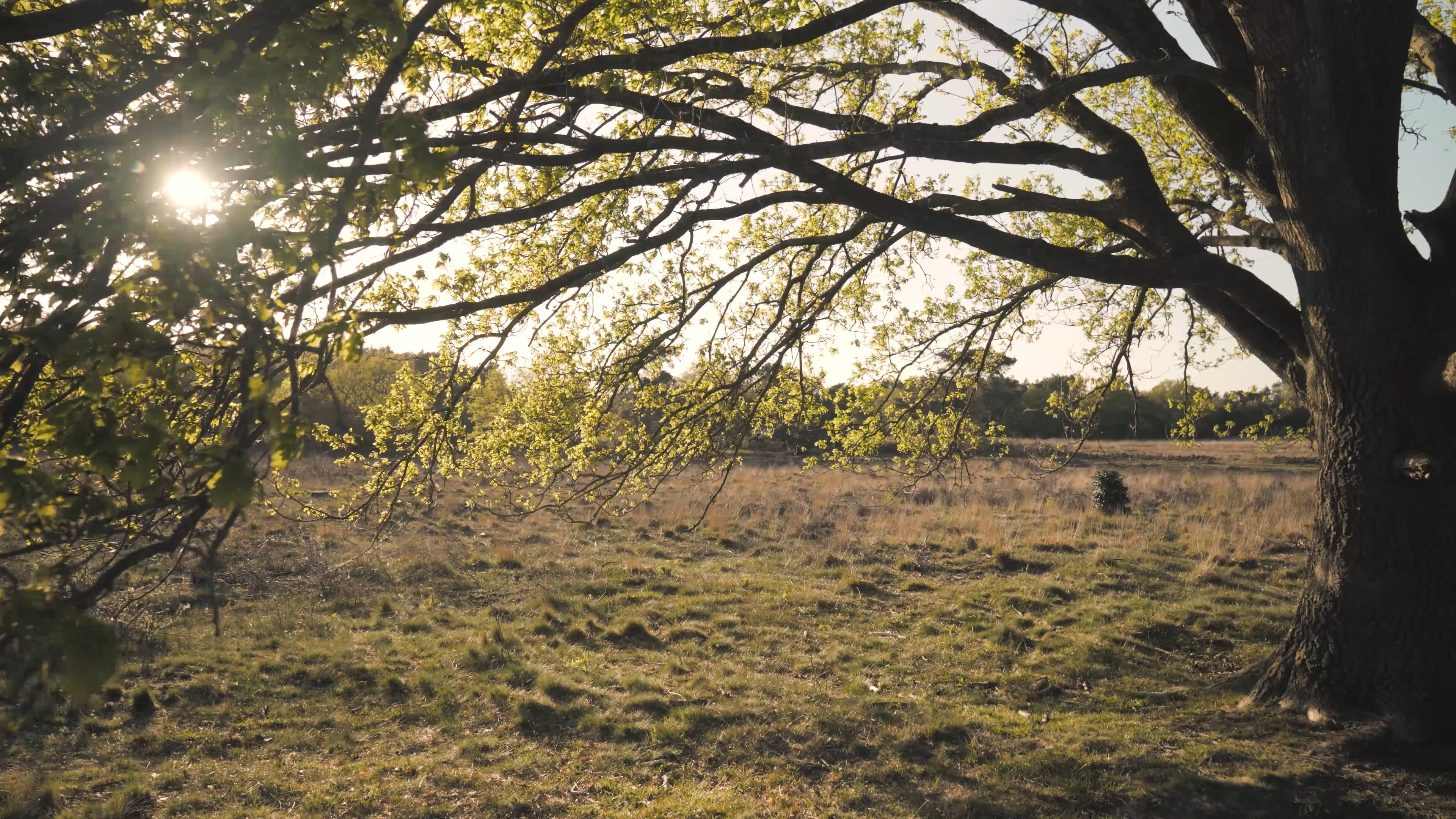 Serene Lone Tree in Idyllic Sunlit Field Free Stock Video Footage ...