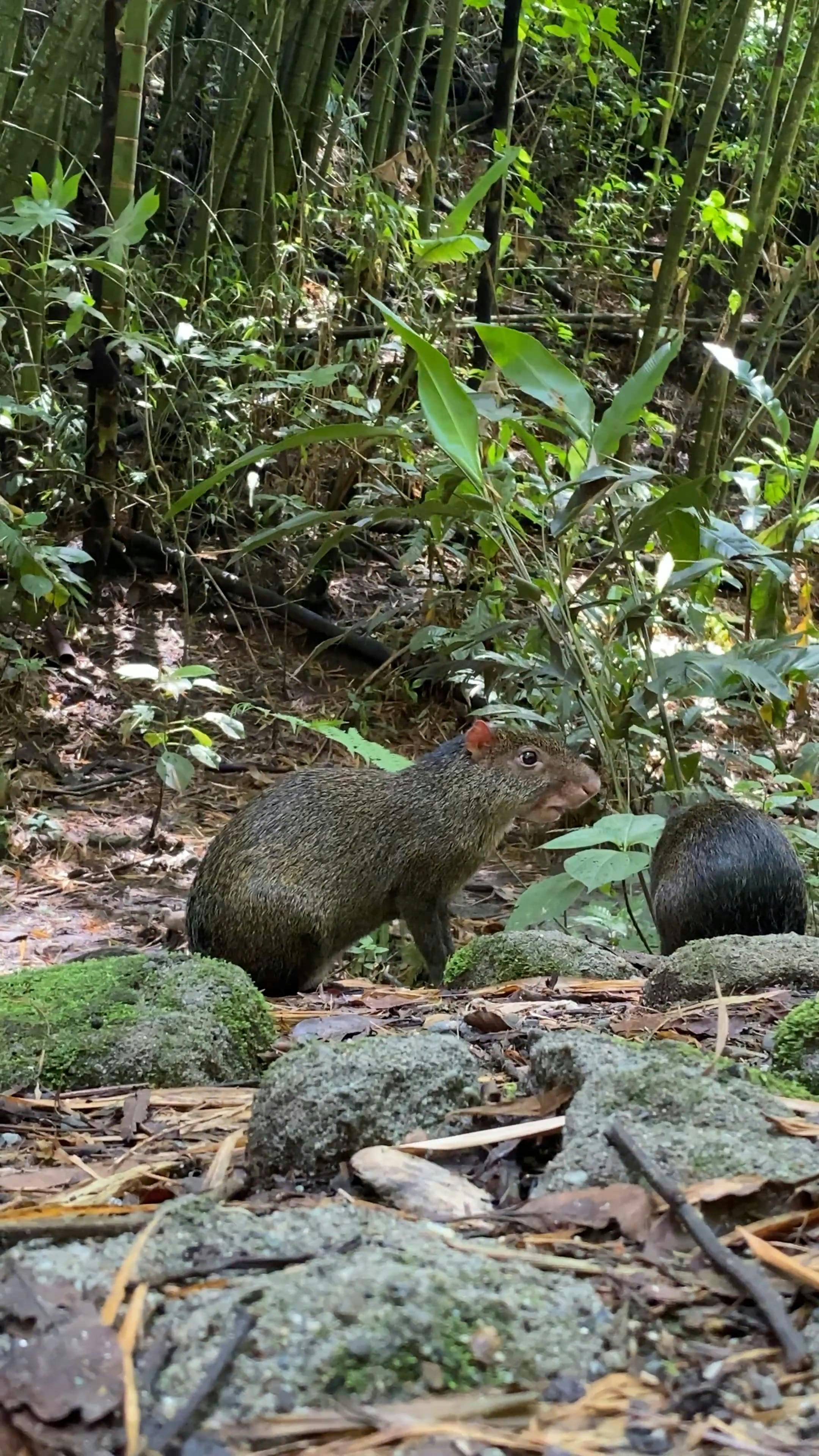 Group of Agoutis in a Forest Free Stock Video Footage, Royalty-Free 4K ...