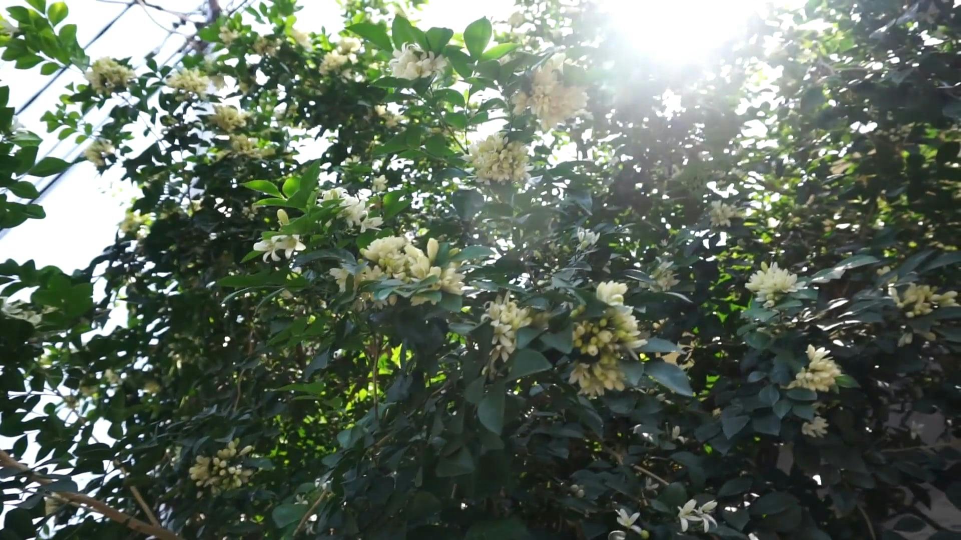 Video of Jasmine Tree · Free Stock Video