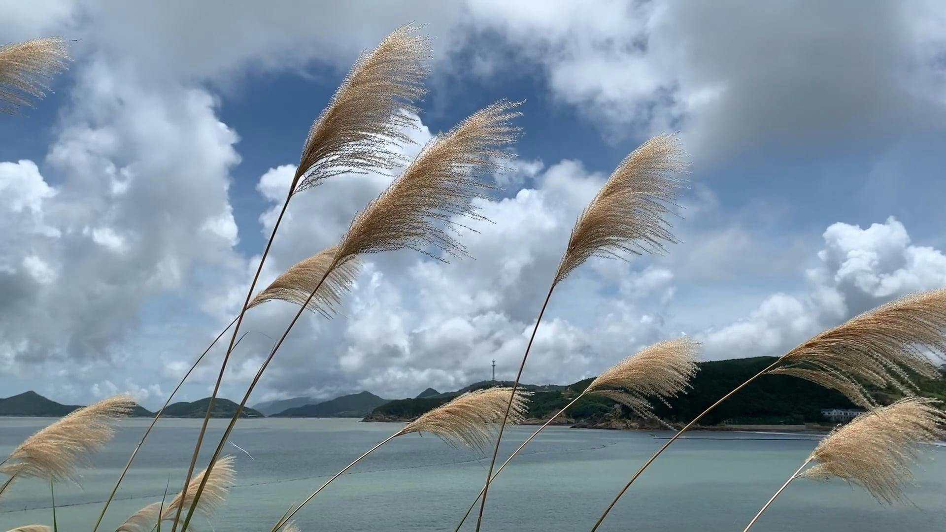 Grasses Flying on Wind on Sea Shore Free Stock Video Footage, Royalty ...