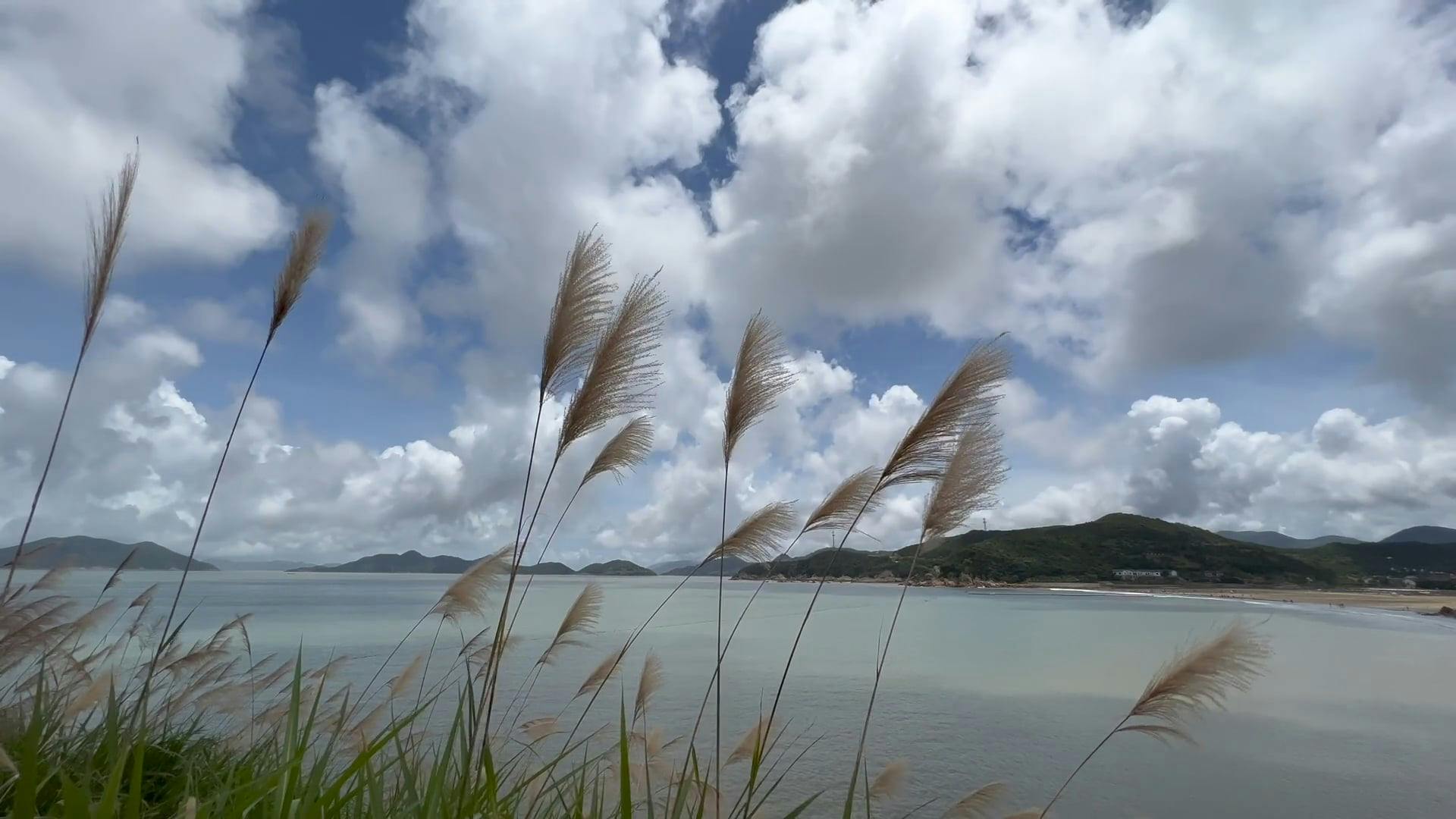 Grasses on Wind under Clouds Free Stock Video Footage, Royalty-Free 4K ...