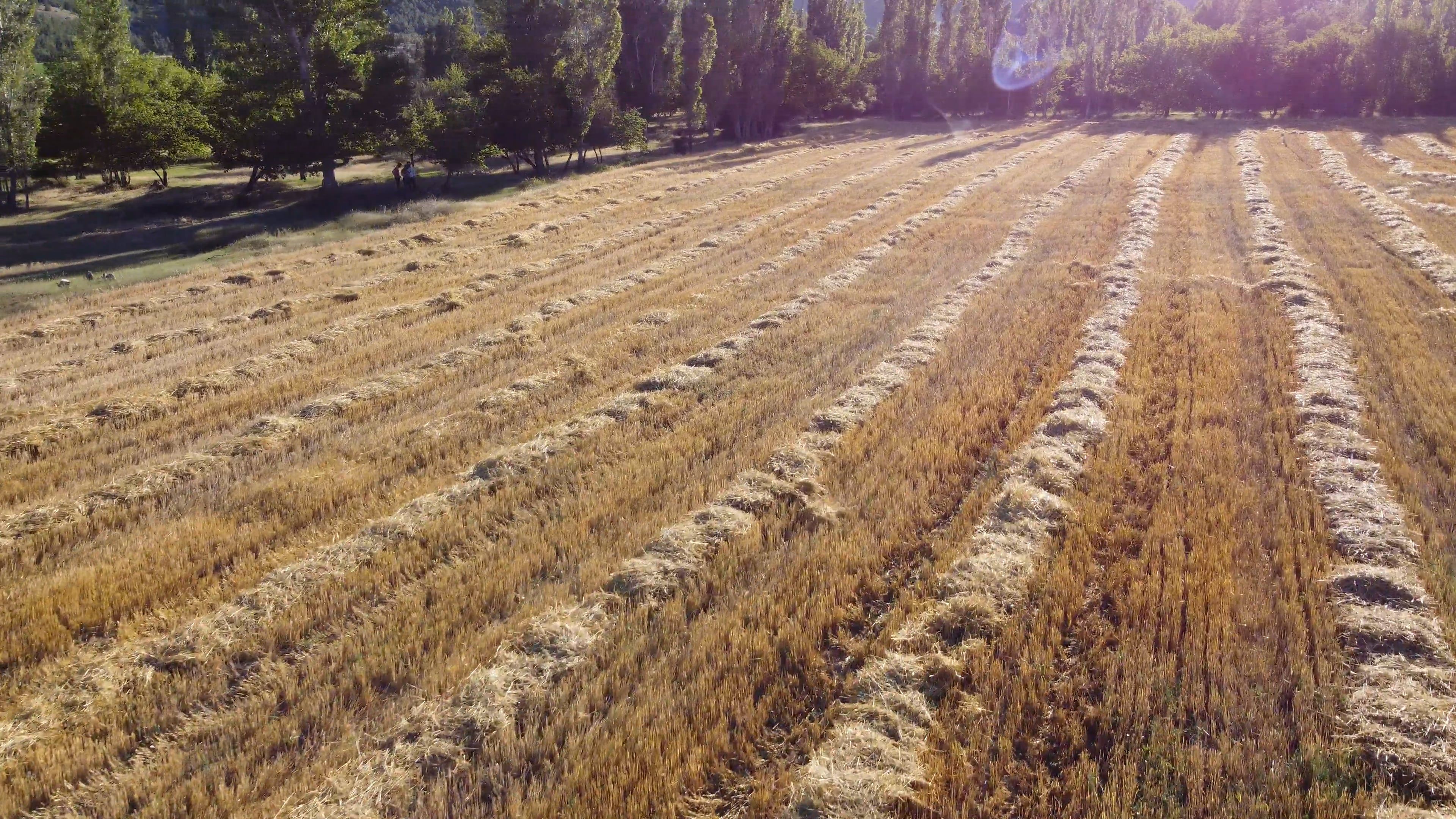Drone Footage of a Hay Field Free Stock Video Footage, Royalty-Free 4K ...