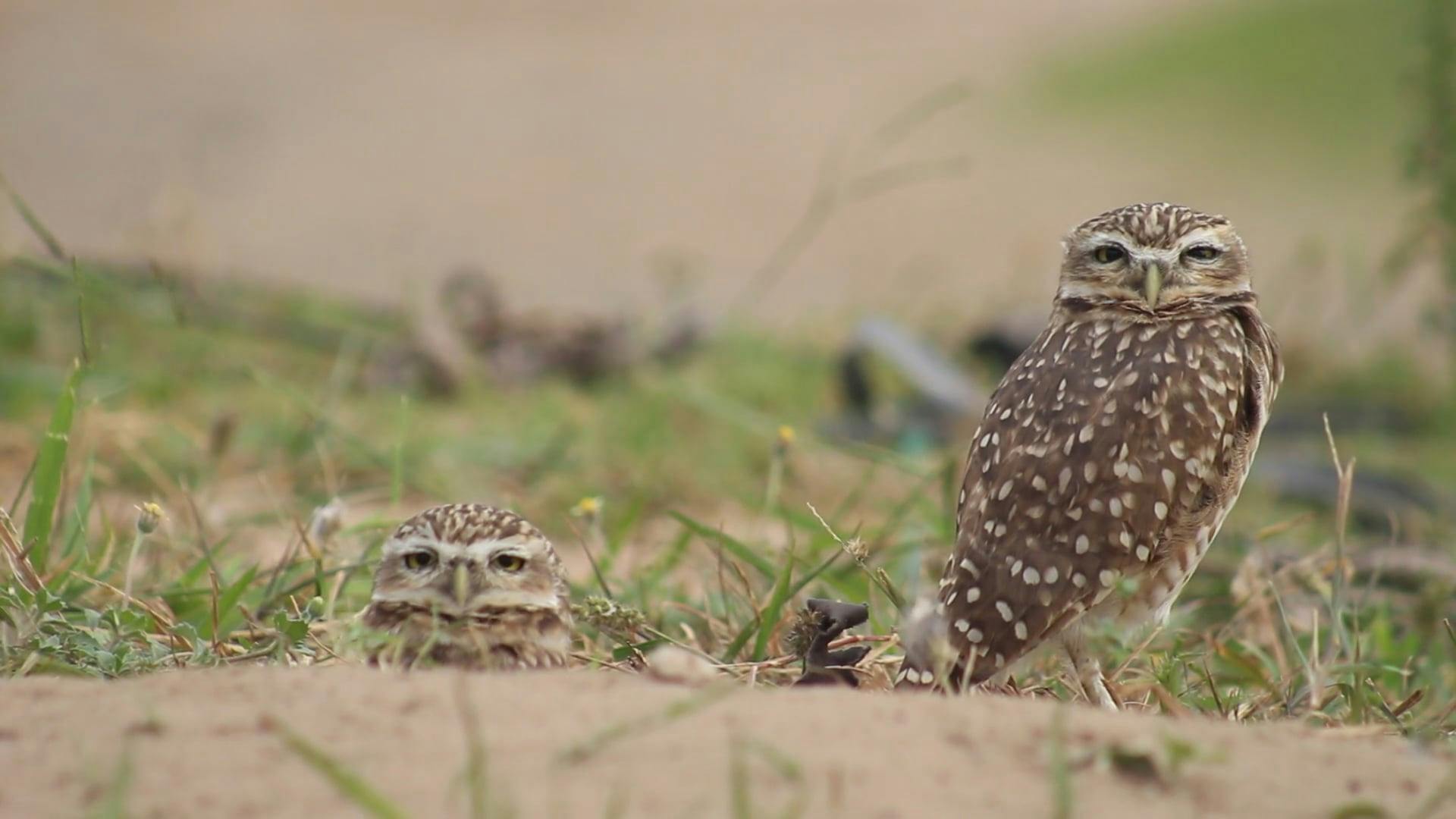 Owls Videos, Download The BEST Free 4k Stock Video Footage & Owls HD ...